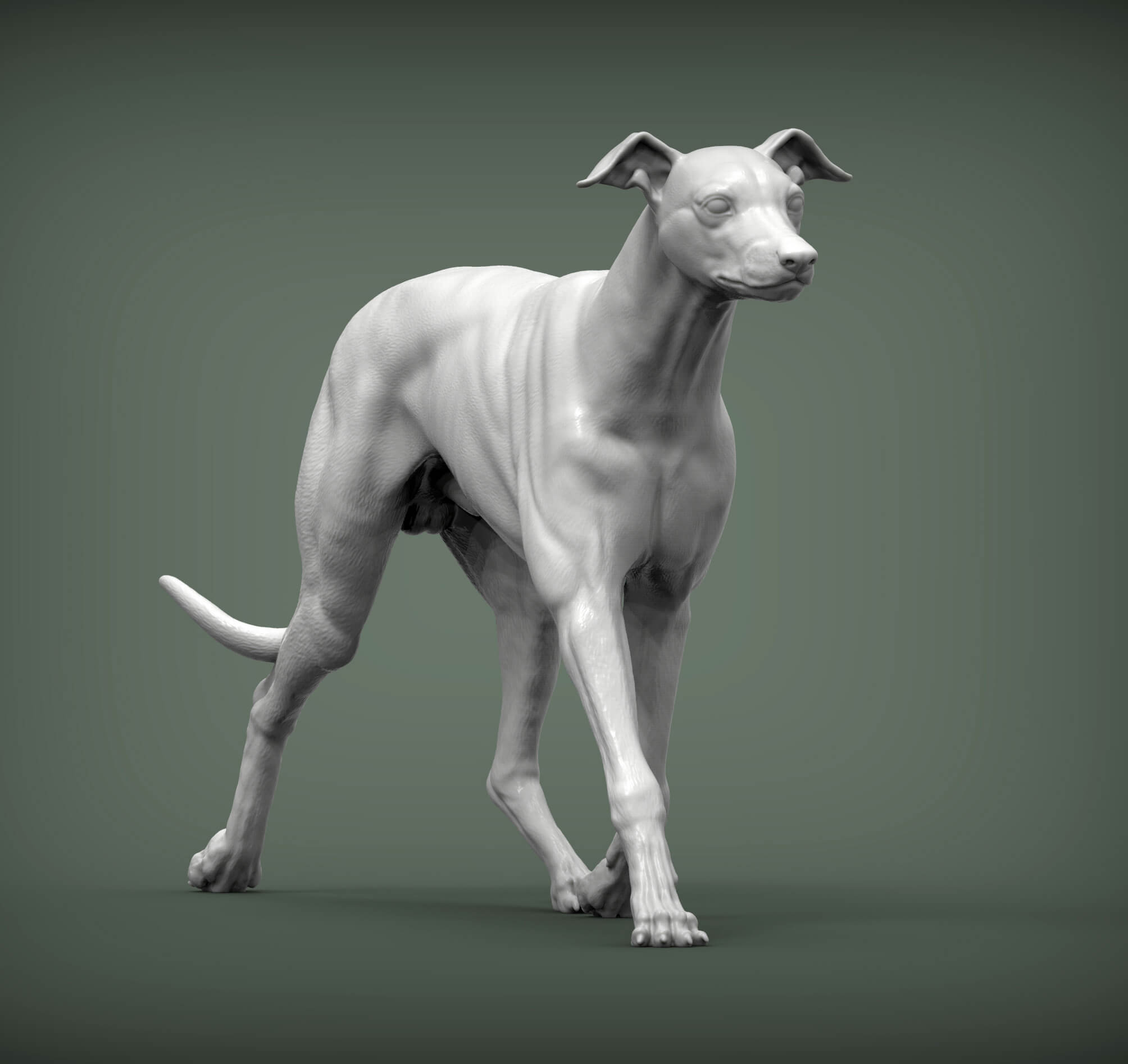 Whippet Runs - 3D Model by Alexander3dart