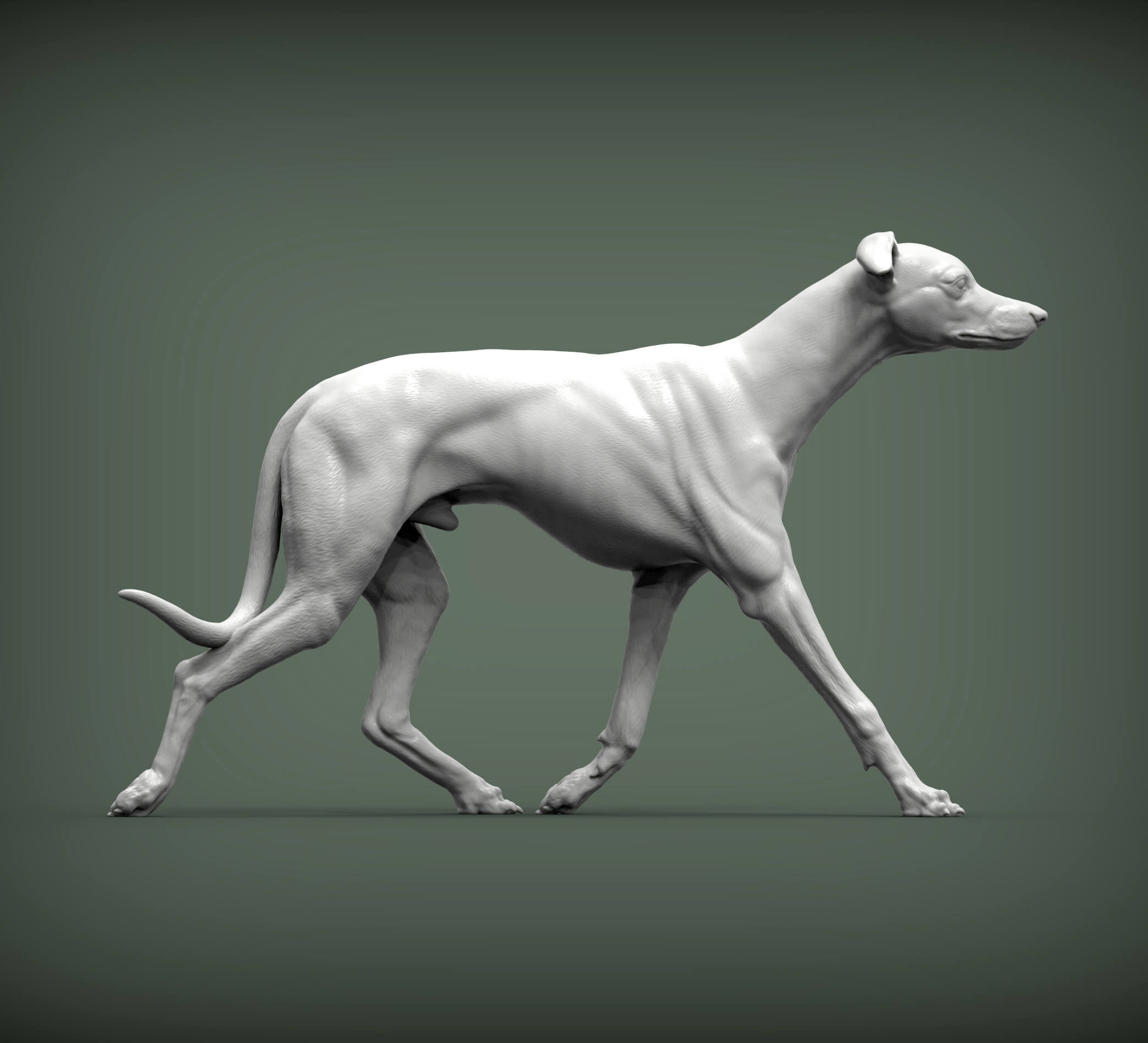 Whippet Runs - 3D Model by Alexander3dart