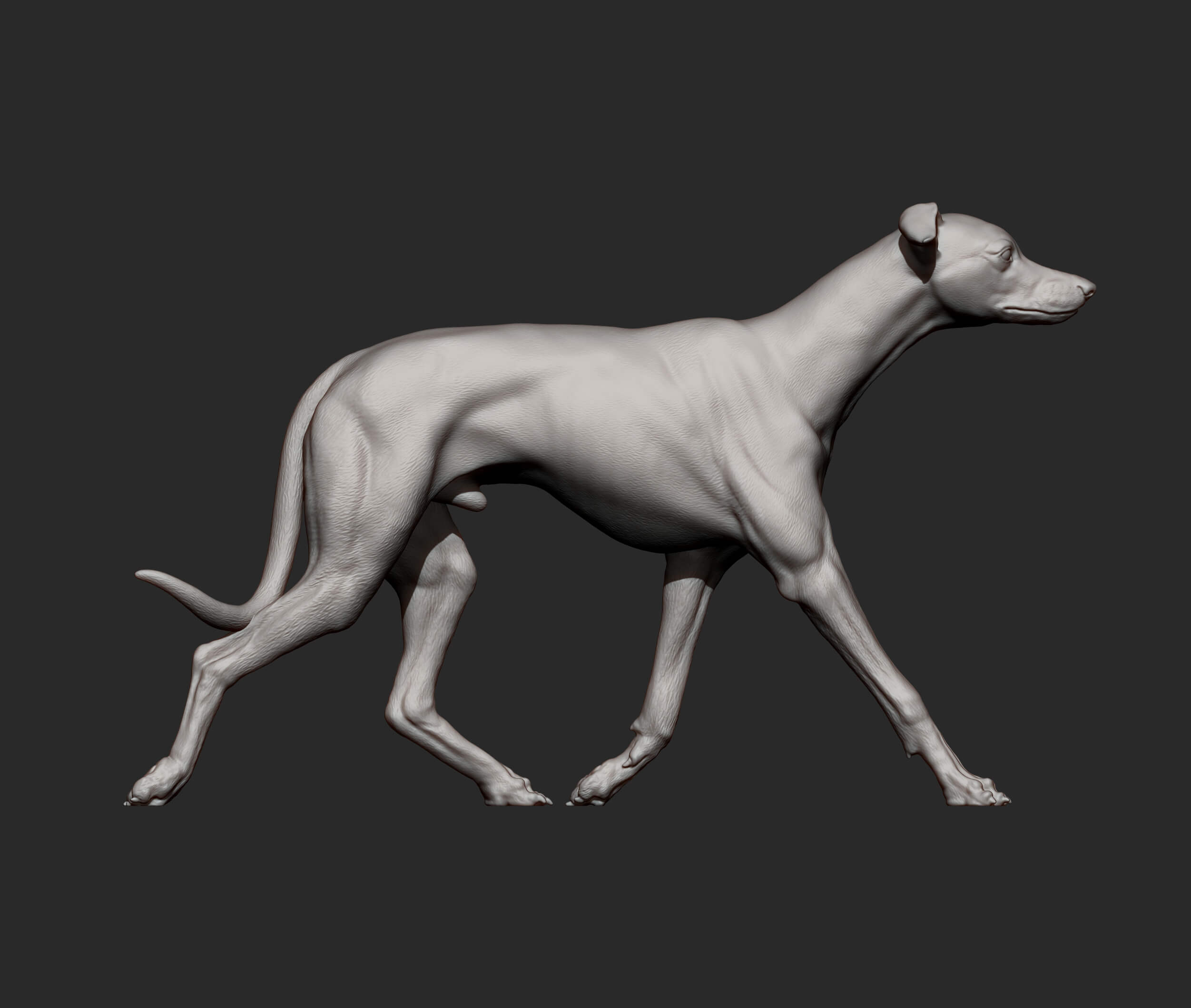 Whippet Runs - 3D Model by Alexander3dart