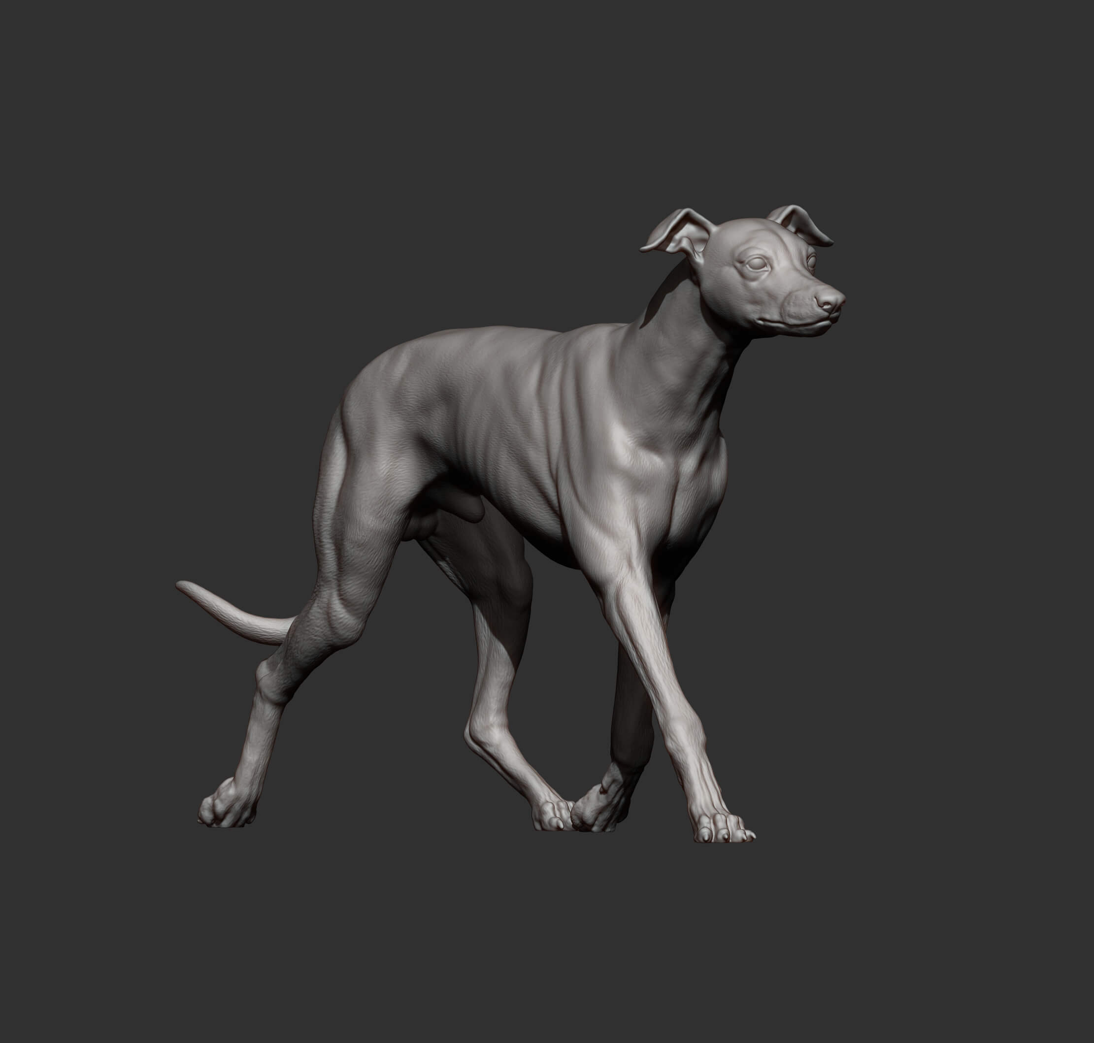 Whippet Runs - 3D Model by Alexander3dart