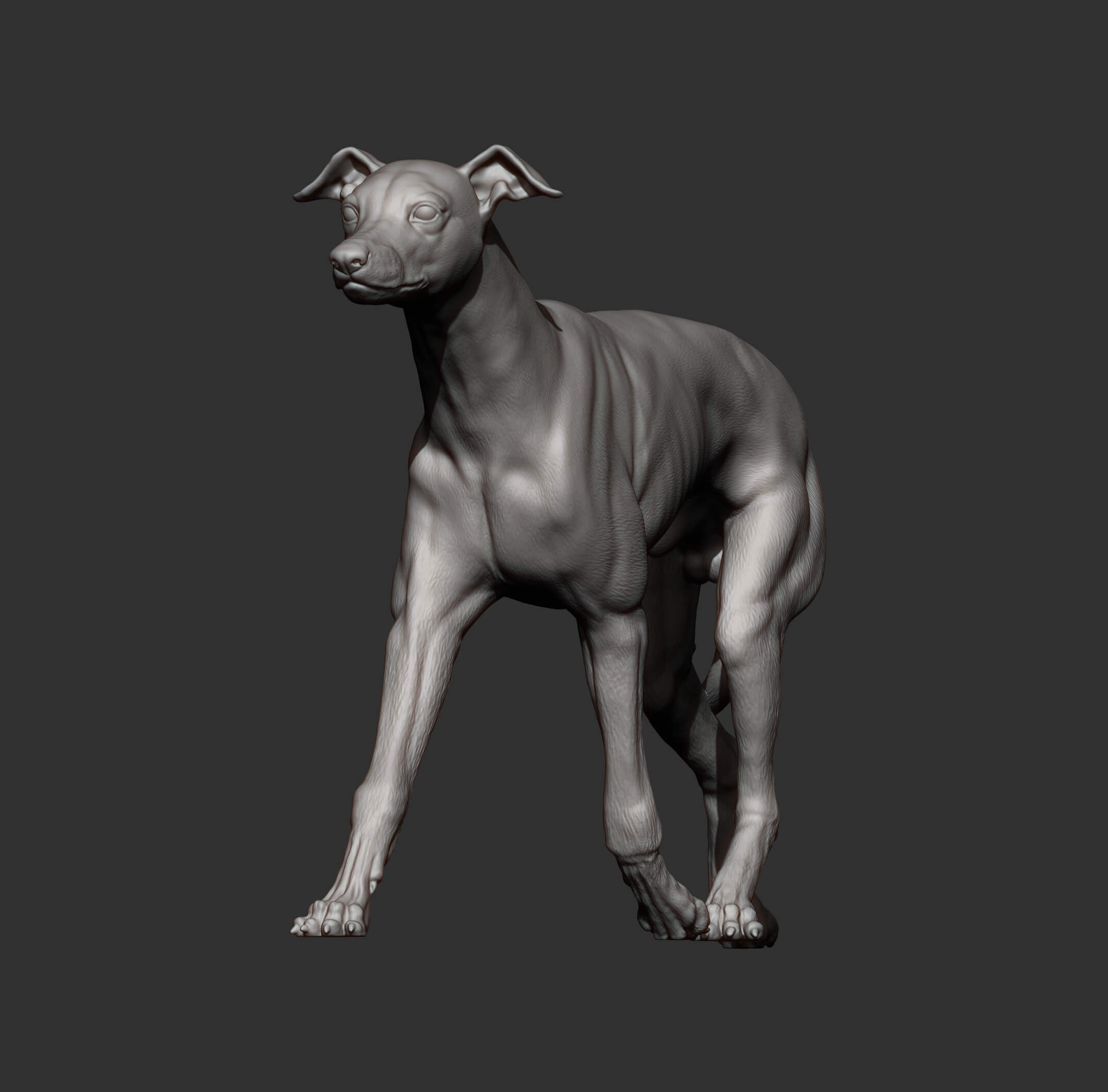 Whippet Runs - 3D Model by Alexander3dart