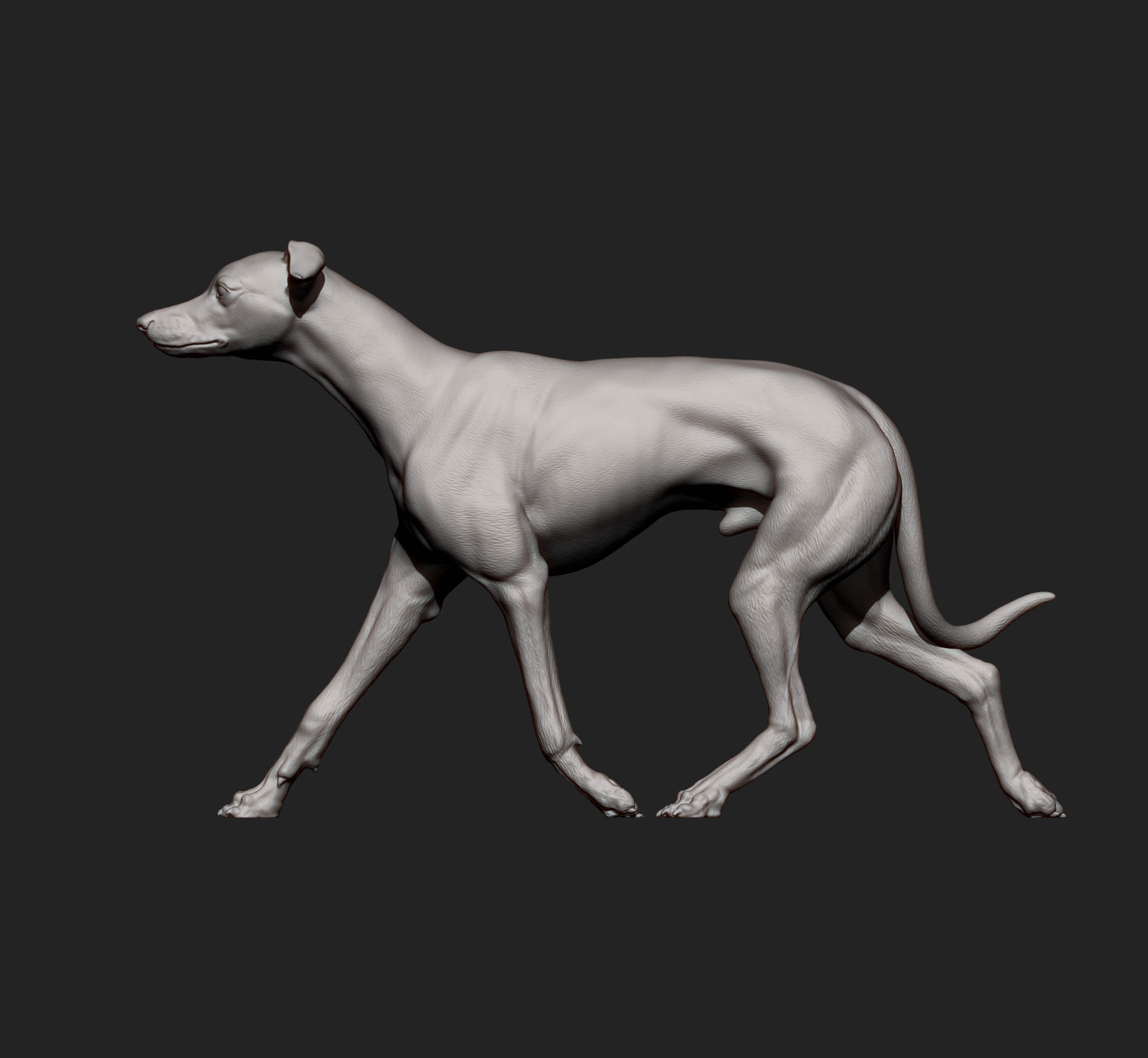 Whippet Runs - 3D Model by Alexander3dart