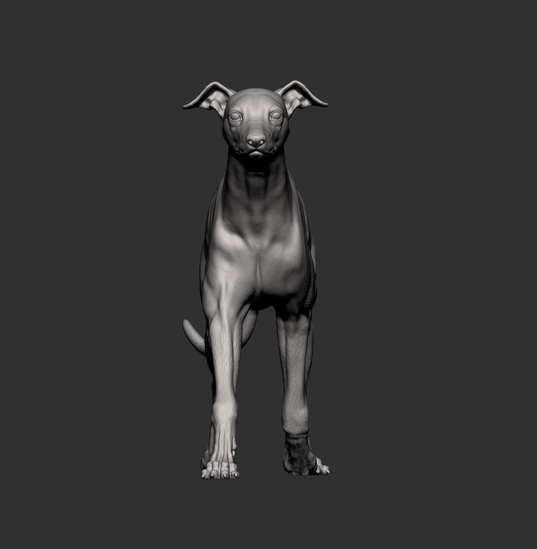 Whippet Runs - 3D Model by Alexander3dart