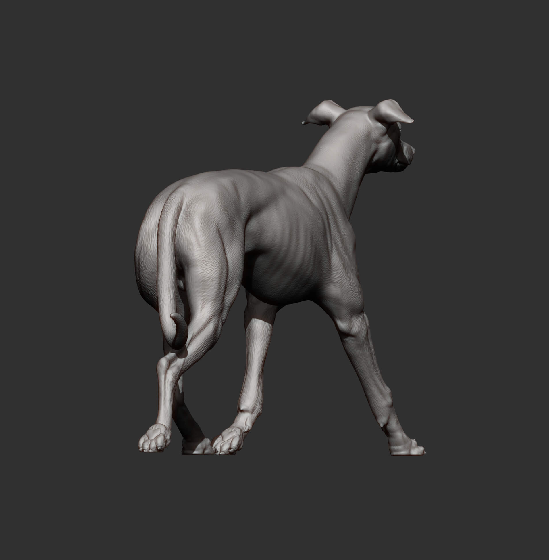 Whippet Runs - 3D Model by Alexander3dart