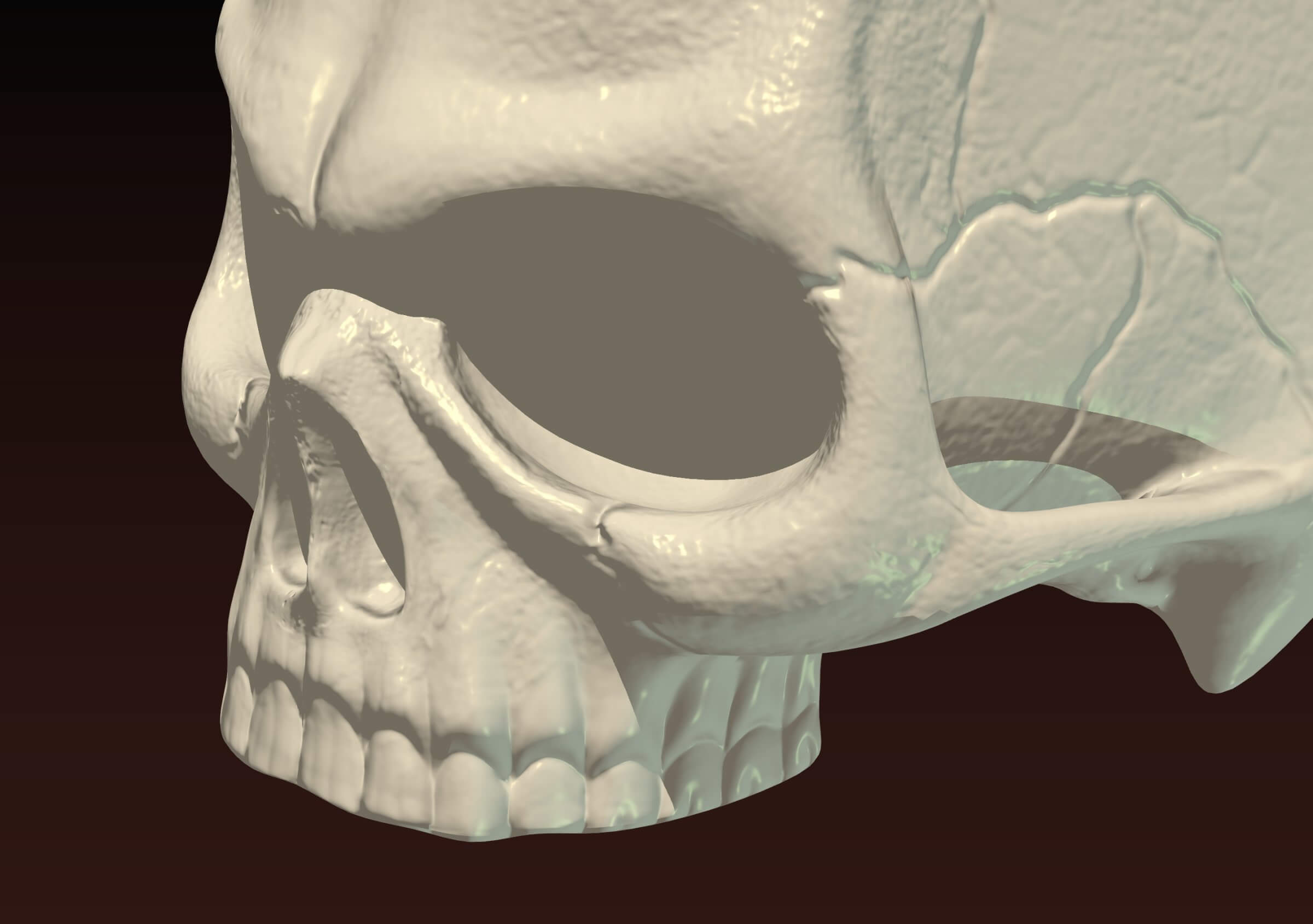 Cartoon Skull Stylized - 3D Model by alexkovalev