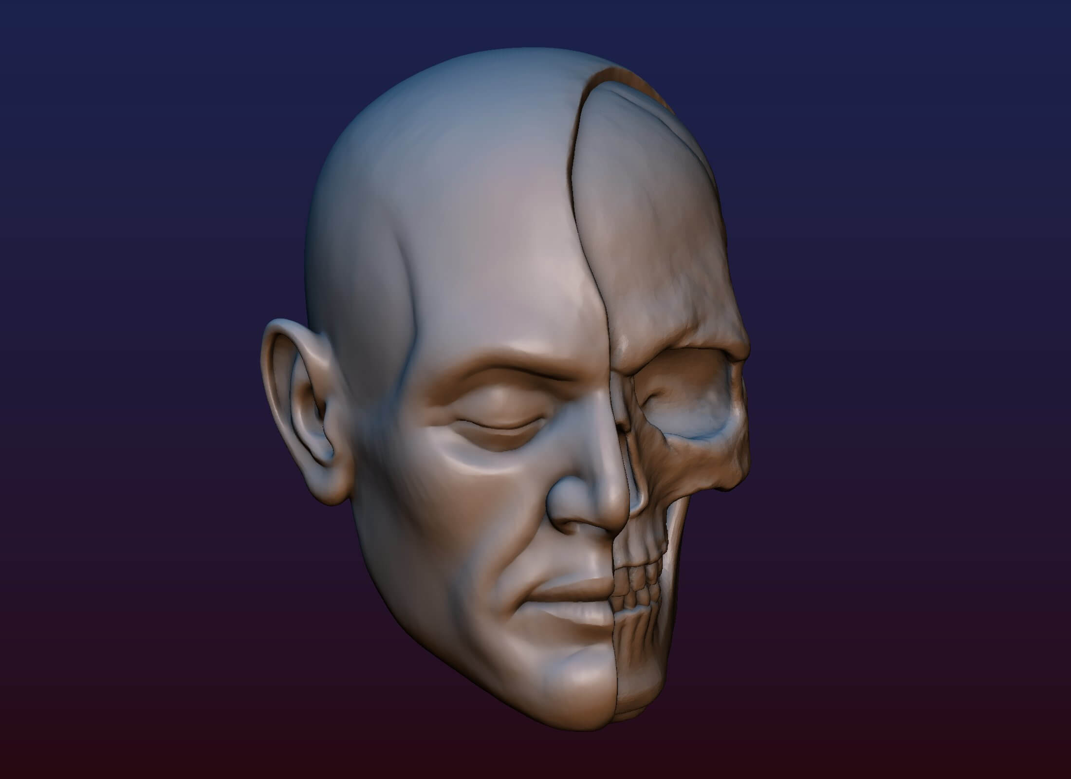Half Face Two Face - 3D Model by alexkovalev