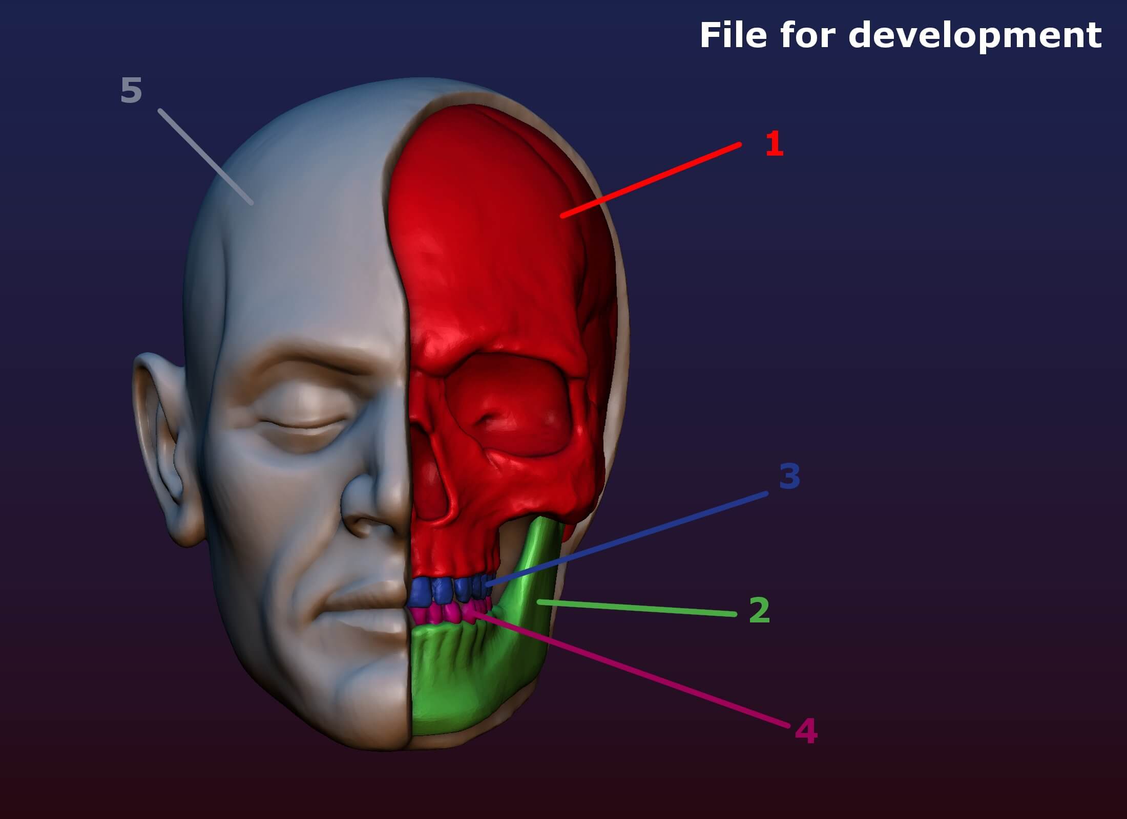 Half Face Two Face - 3D Model by alexkovalev