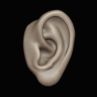Human Ear - 3D Model by alexkovalev