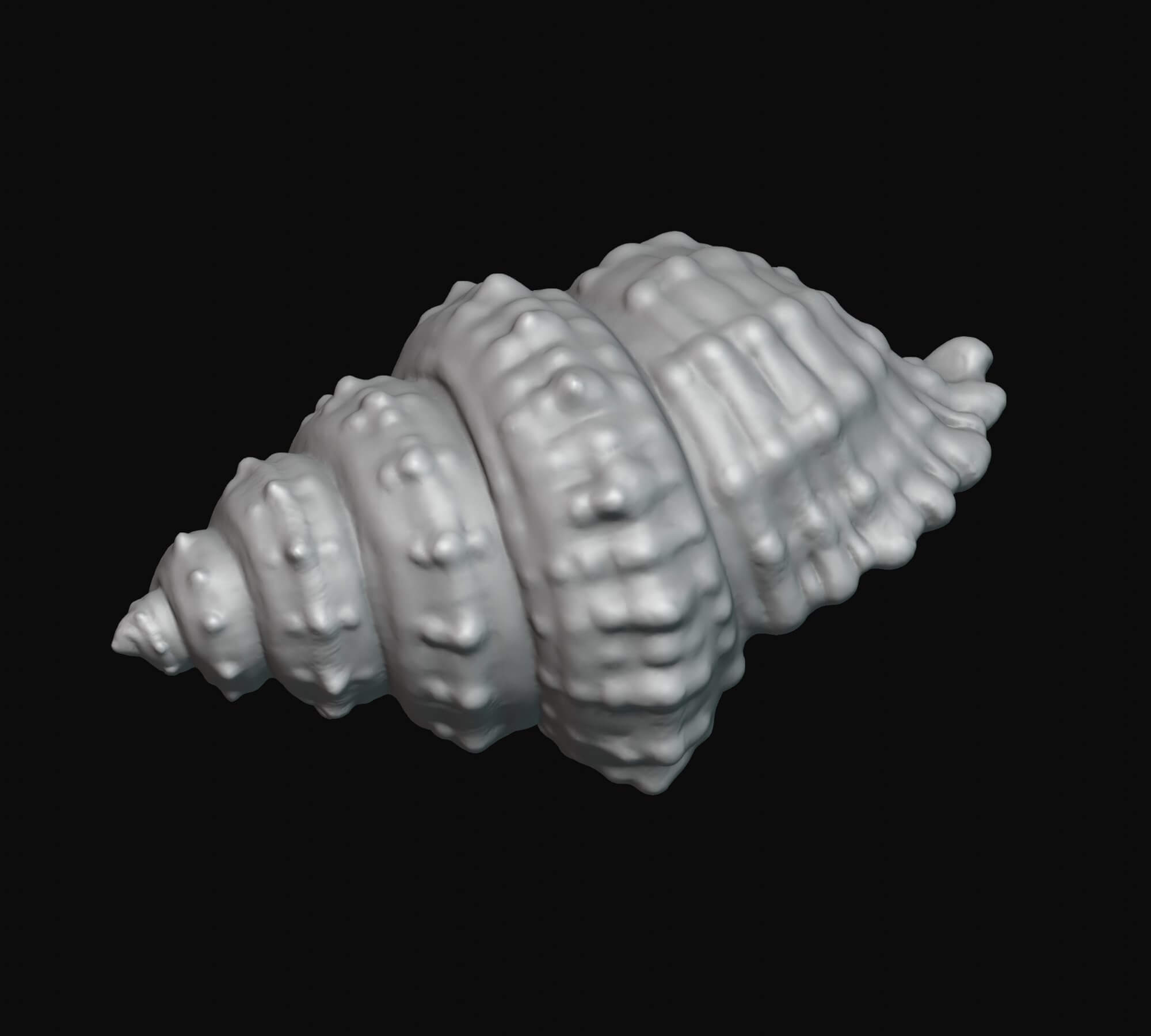 Seashell - 3D Model by alexkovalev