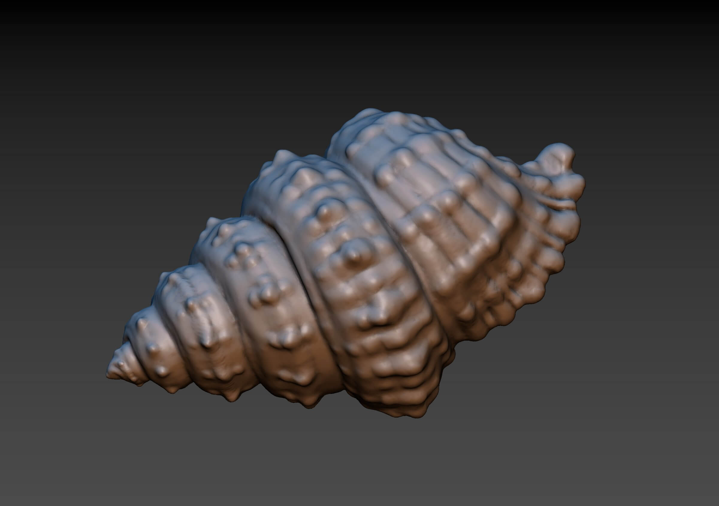 Seashell - 3D Model by alexkovalev