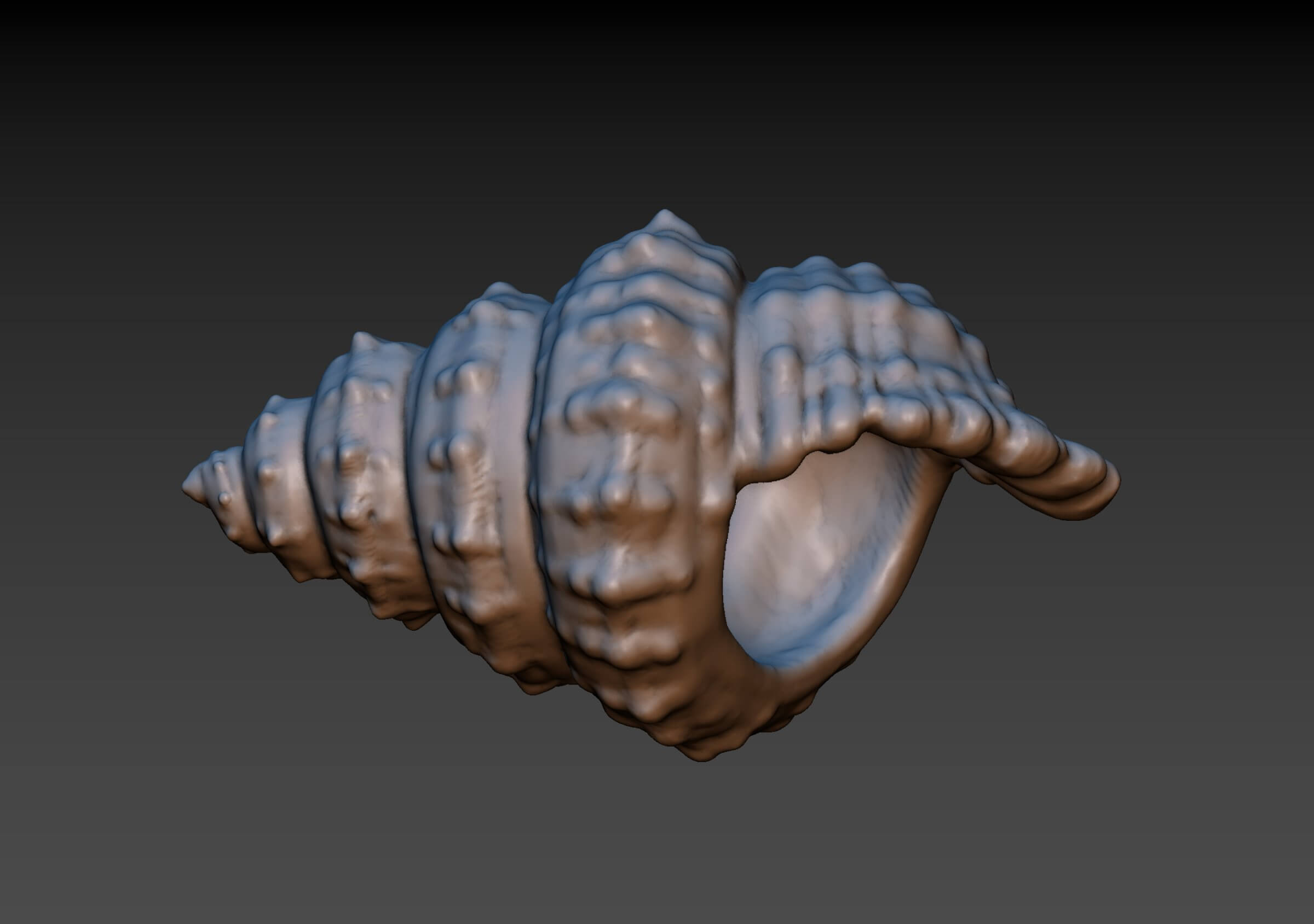 Seashell - 3D Model by alexkovalev