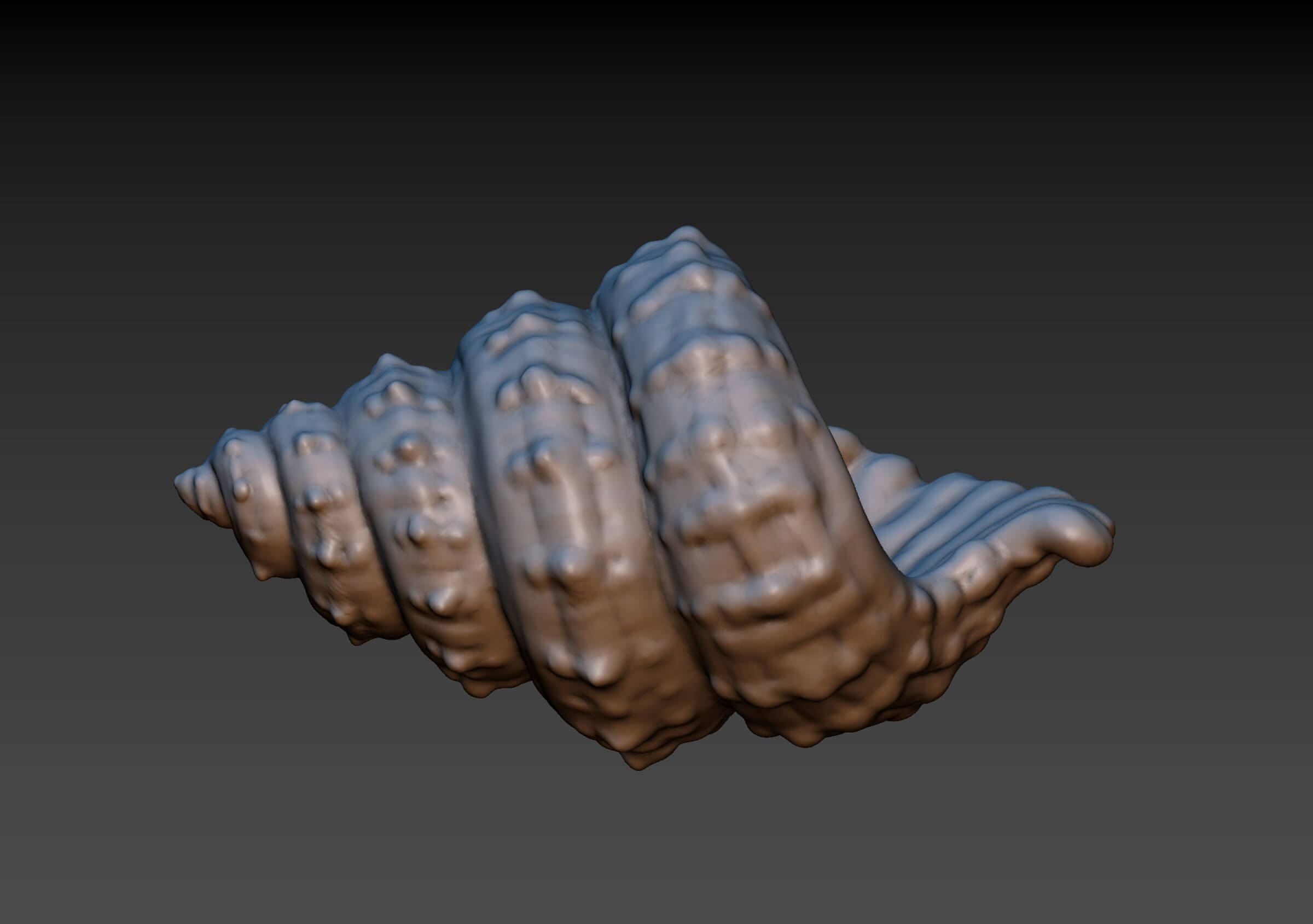 Seashell - 3D Model by alexkovalev