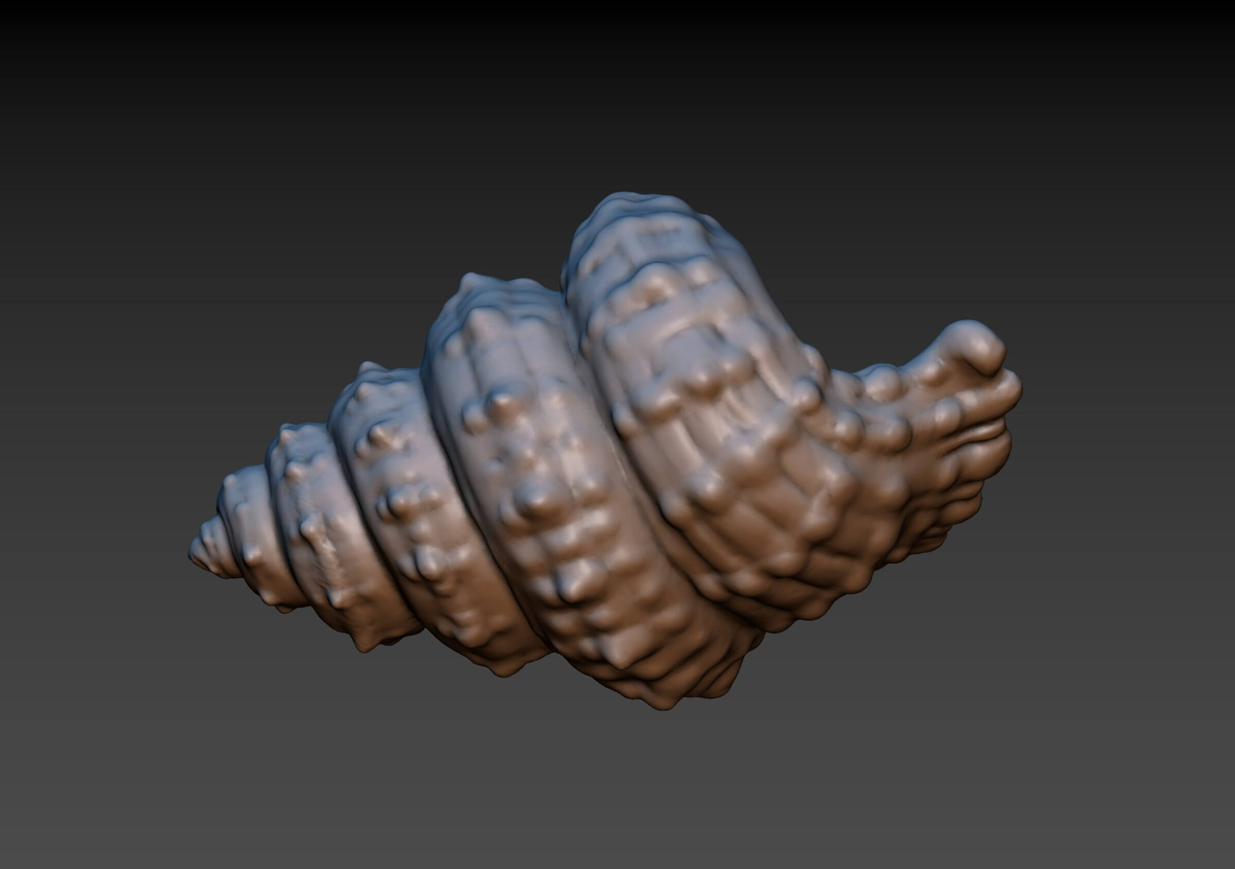 Seashell - 3D Model by alexkovalev