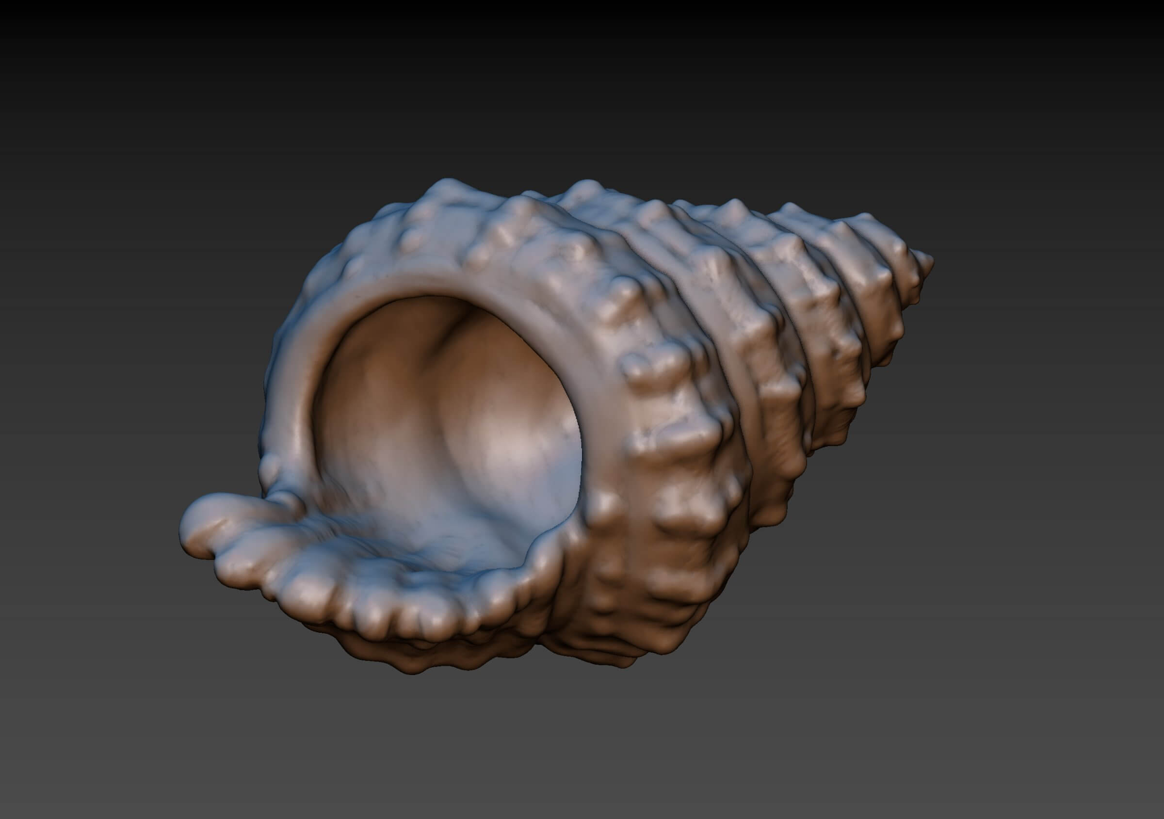Seashell - 3D Model by alexkovalev