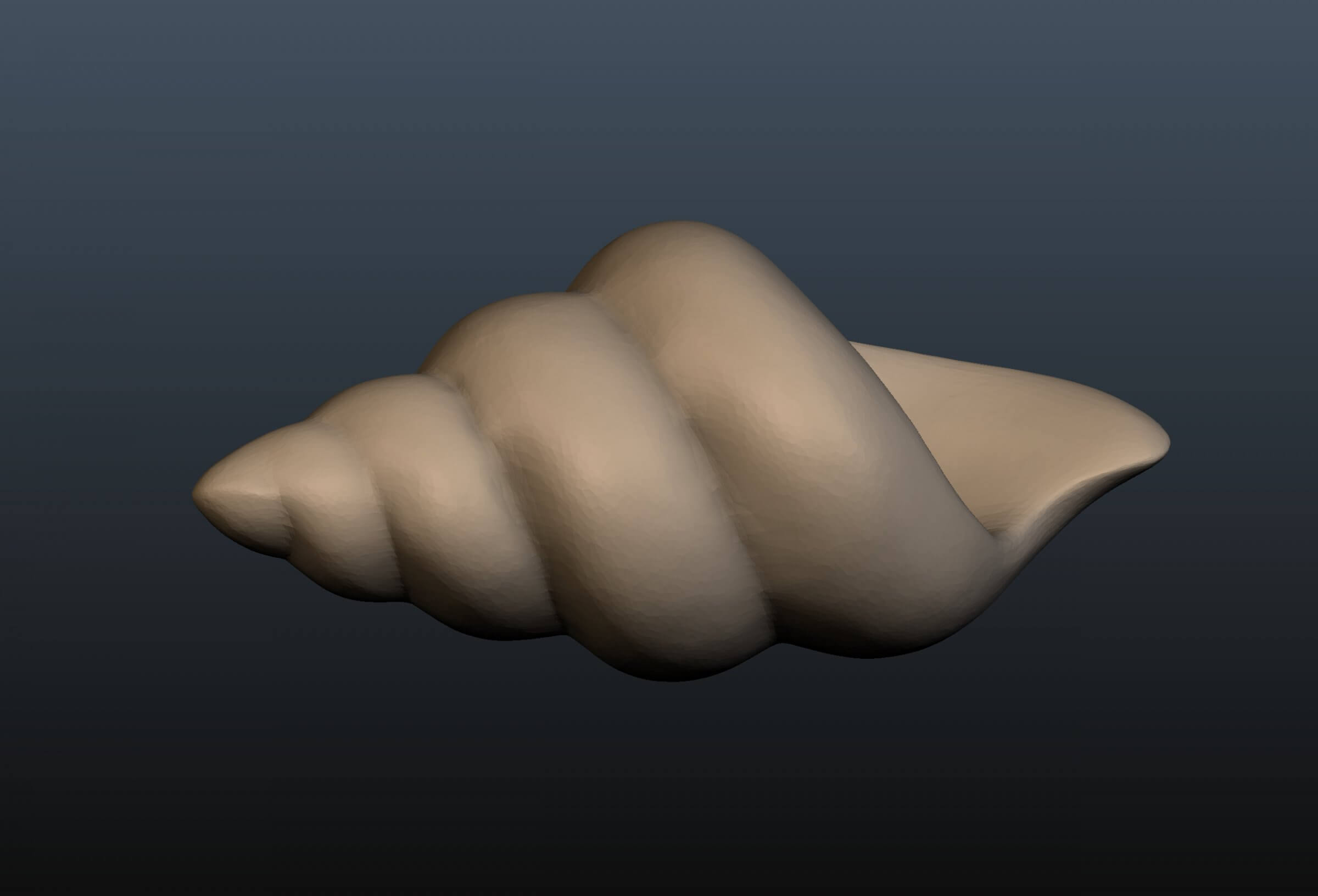 Seashell - 3D Model by alexkovalev