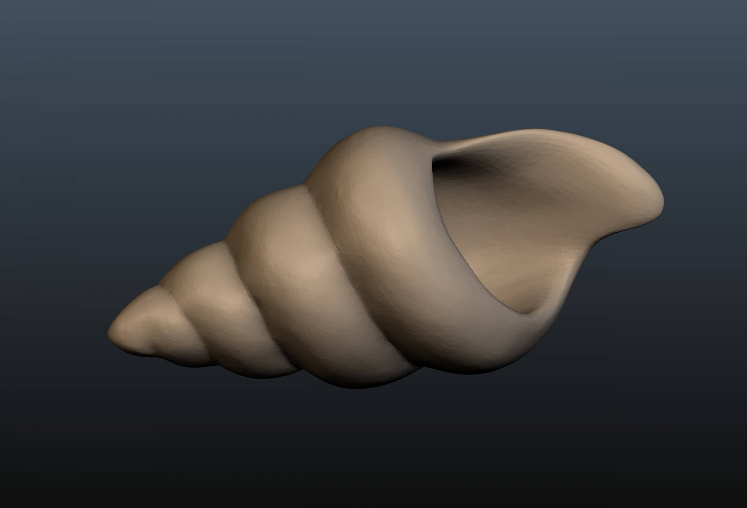 Seashell - 3D Model by alexkovalev