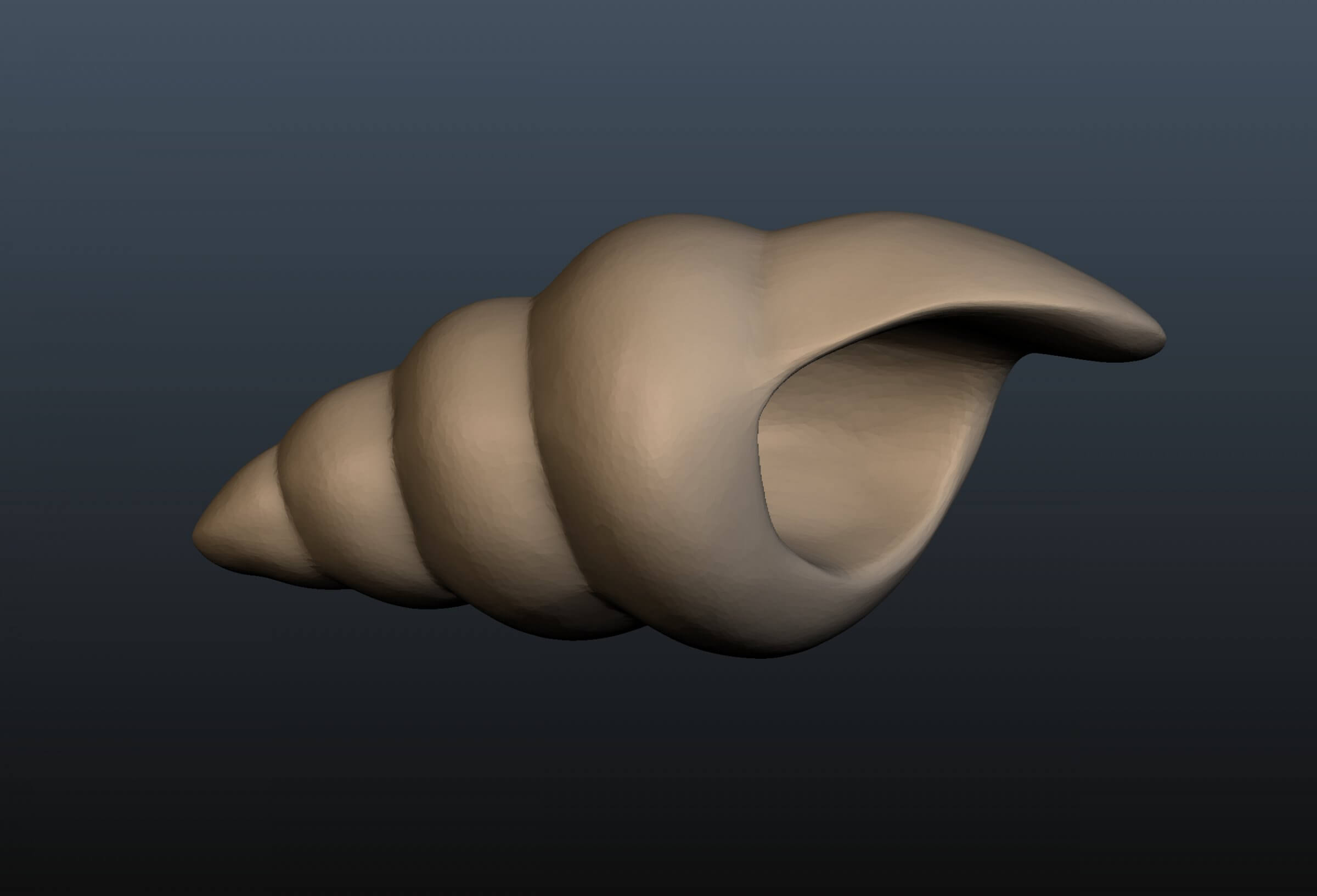 Seashell - 3D Model by alexkovalev