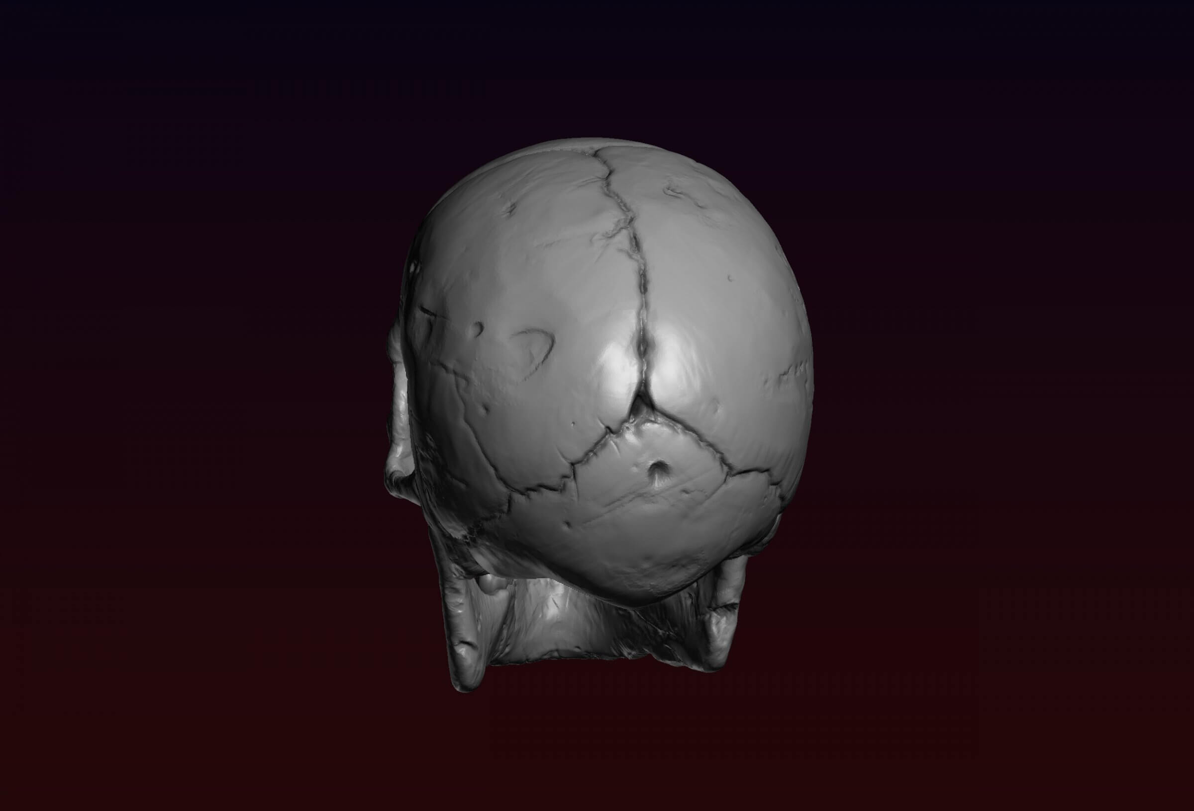 Skull Detailed - 3D Print Model by alexkovalev