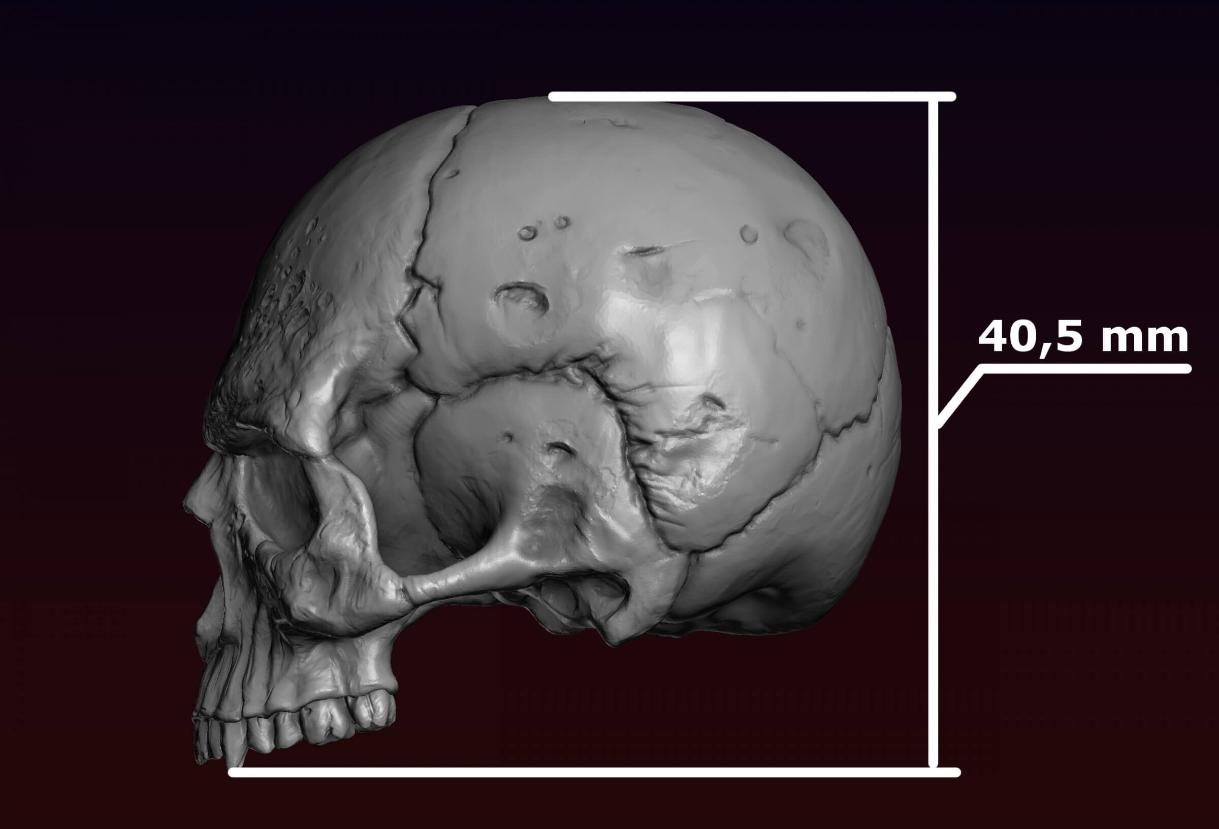 Skull Detailed - 3D Print Model by alexkovalev