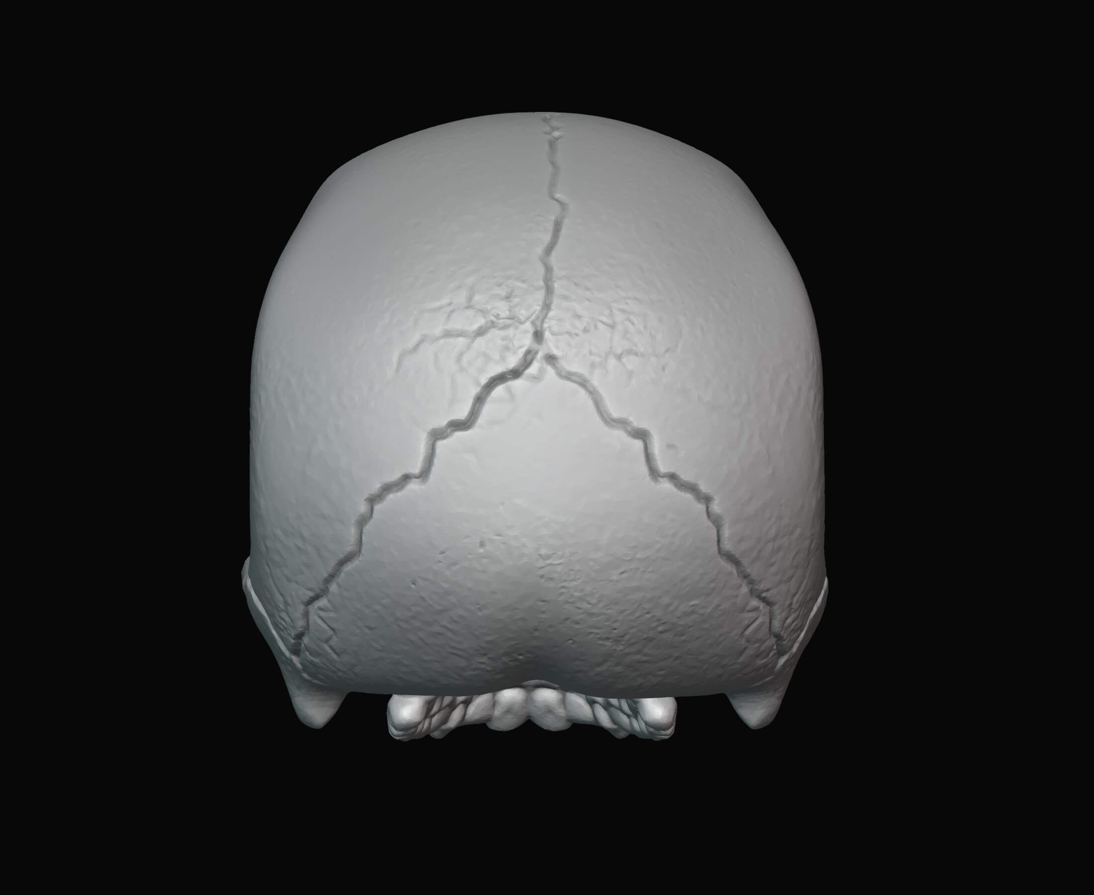 Skull Stylized - 3D Model by alexkovalev