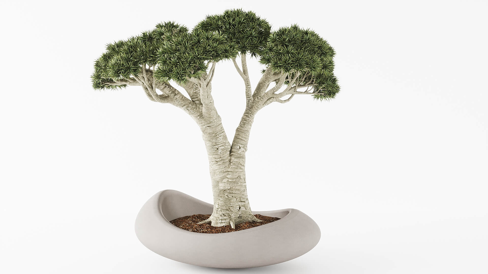 Bonsai Tree Pot - 3D Model by alirezamoarrefi