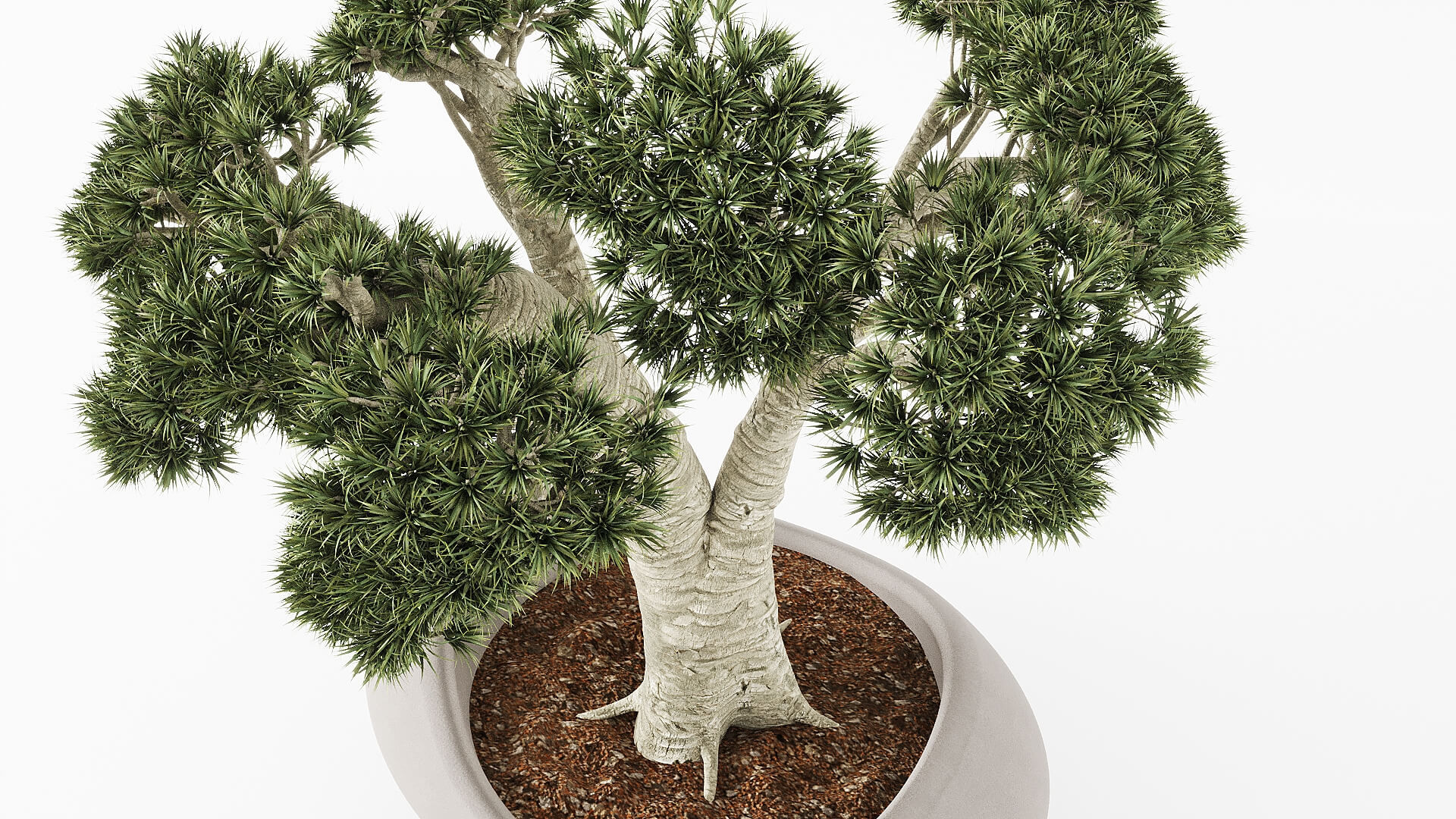 Bonsai Tree Pot - 3D Model by alirezamoarrefi