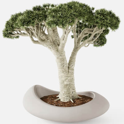 Bonsai Tree Pot - 3D Model by alirezamoarrefi
