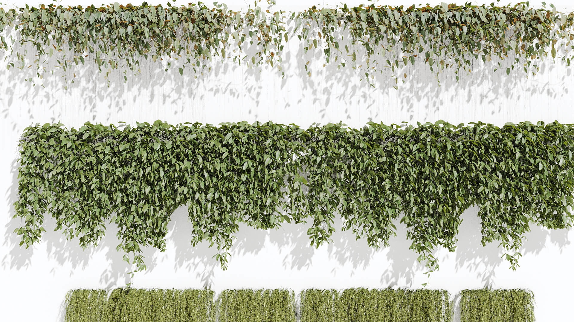 Ivy Plant climbing - 3D Model by alirezamoarrefi