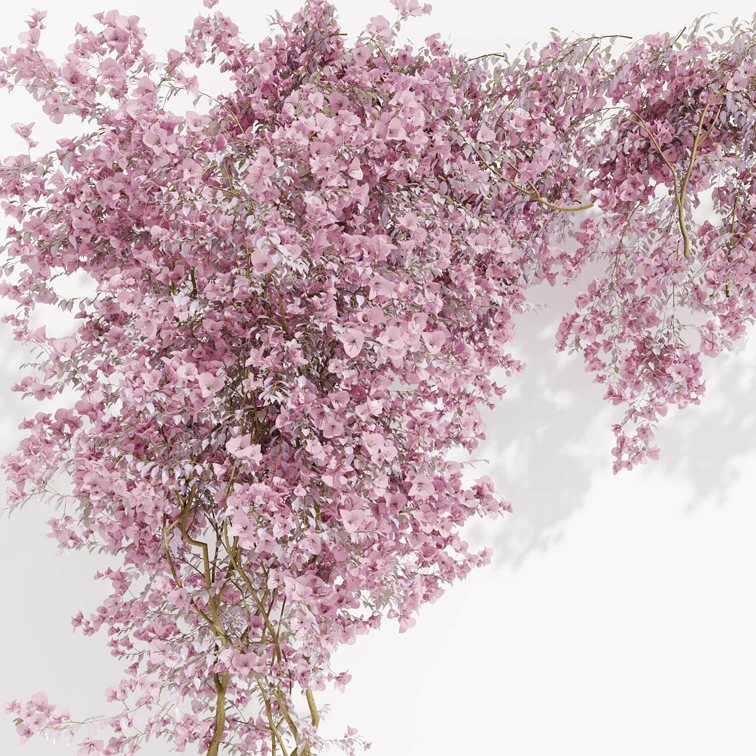 Pink Plant Tree - 3D Model by alirezamoarrefi