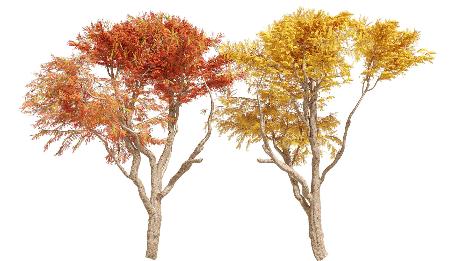 Tree Autumn plant - 3D Model by alirezamoarrefi