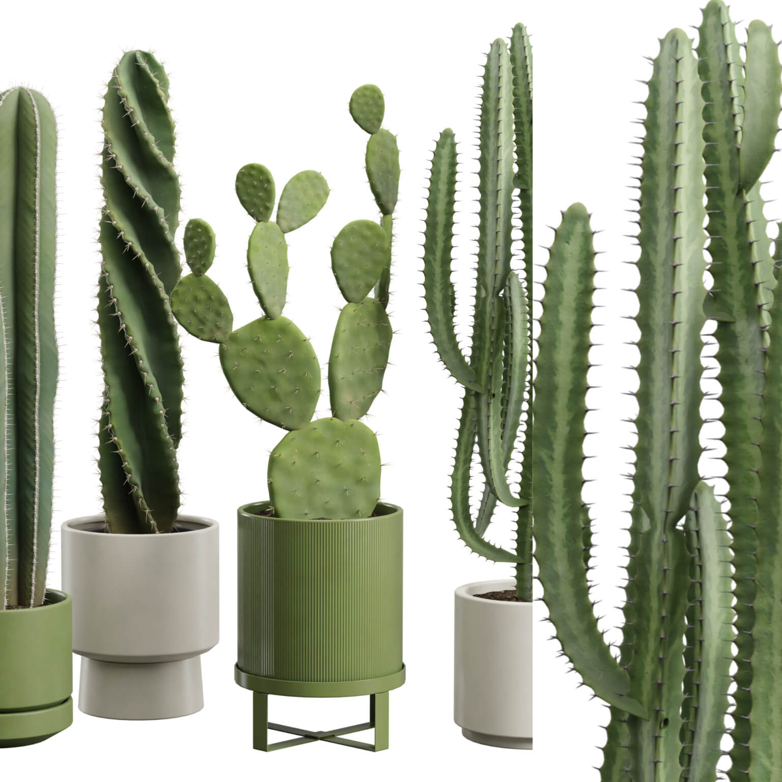 Cactus Pack 02 - 3D Model by AllQuad