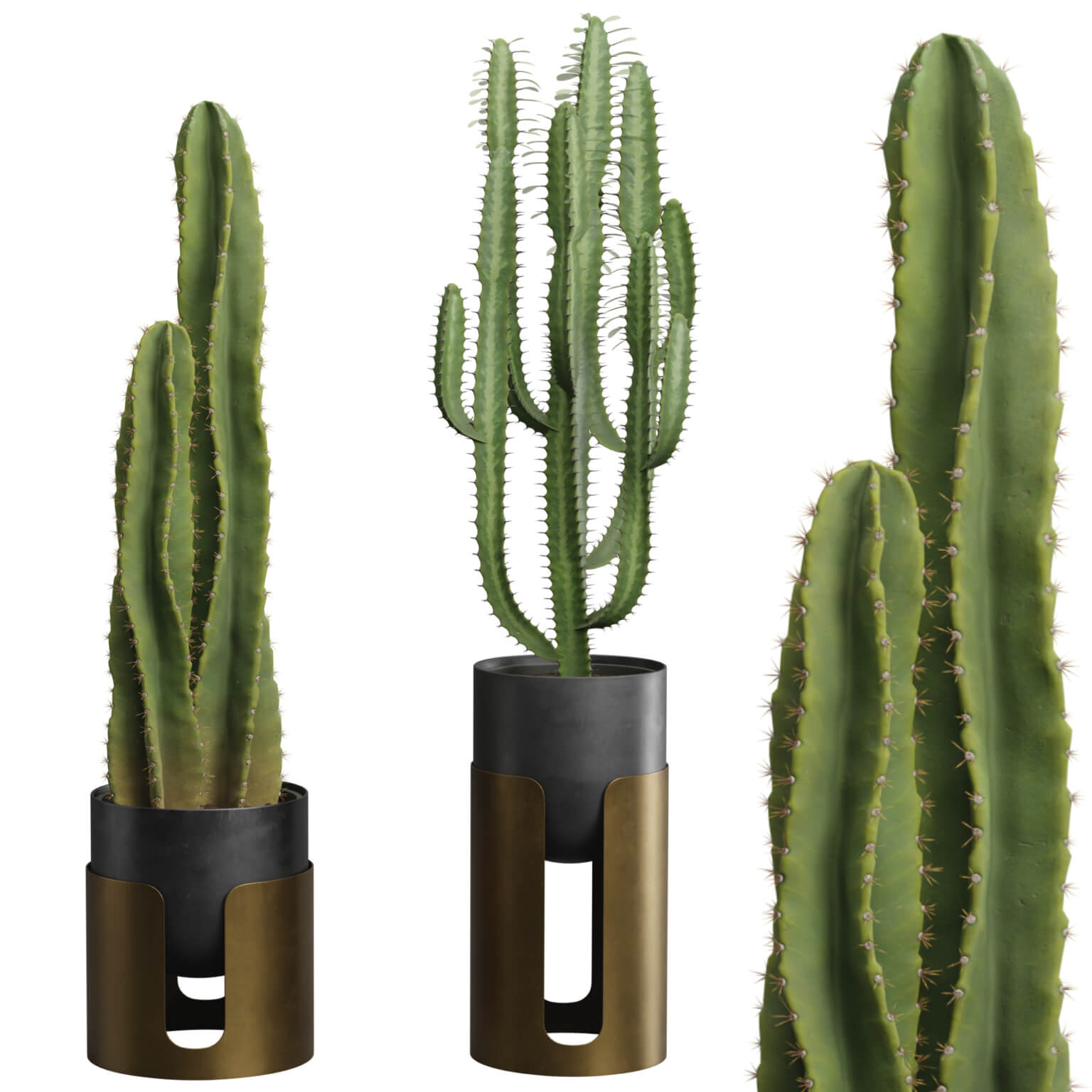 Cactus Pack 04 - 3D Model by AllQuad