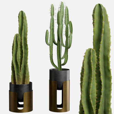 Cactus Pack 04 - 3D Model by AllQuad