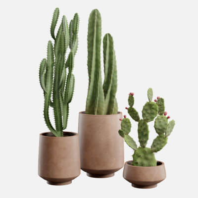 Cactus Pack 05 - 3D Model by AllQuad