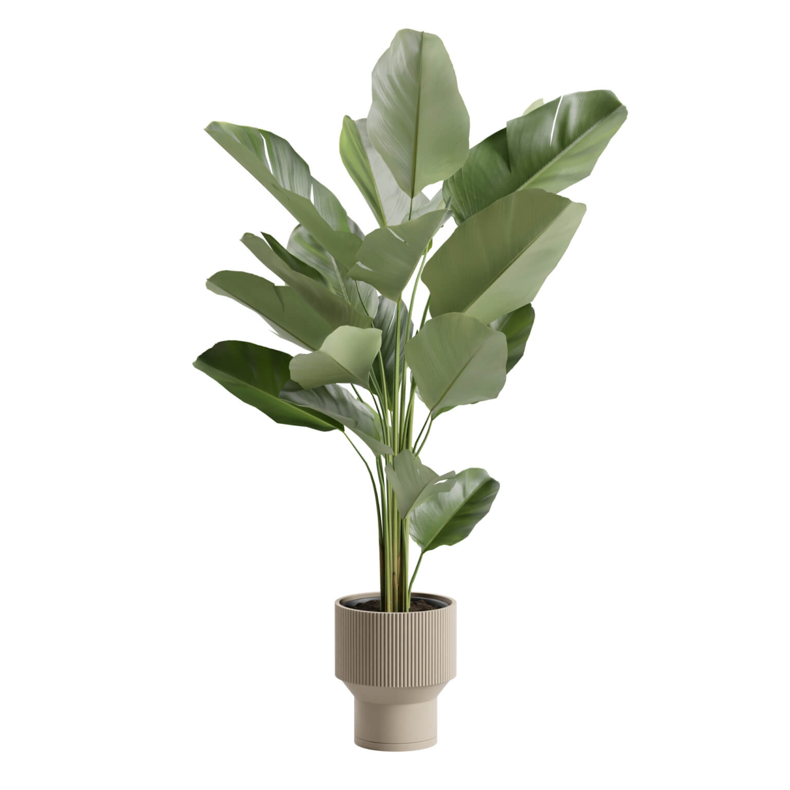 Calathea Lutea in Beige Planter - 3D Model by AllQuad