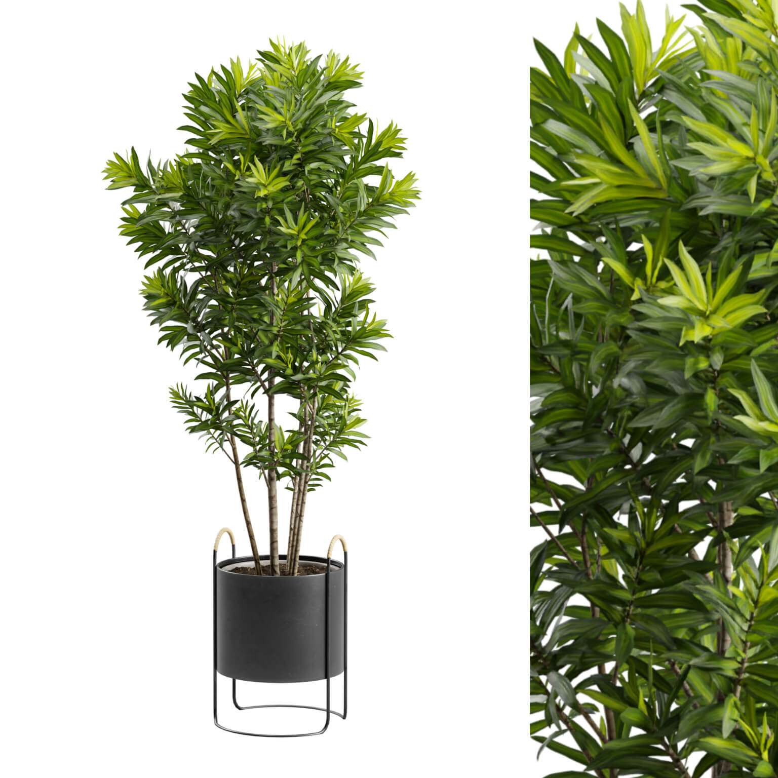 Dracaena Reflexa - 3D Model by AllQuad