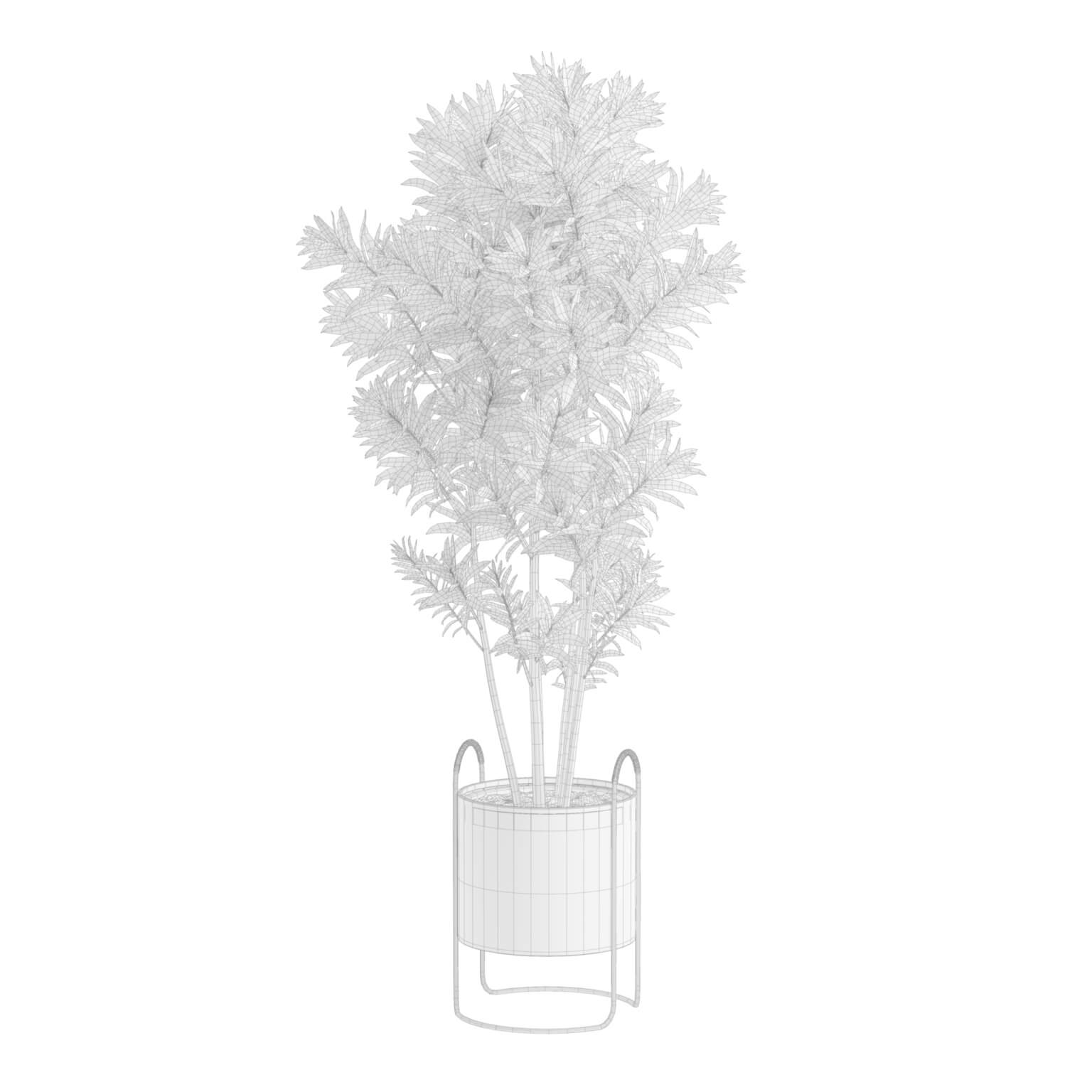 Dracaena Reflexa - 3D Model by AllQuad