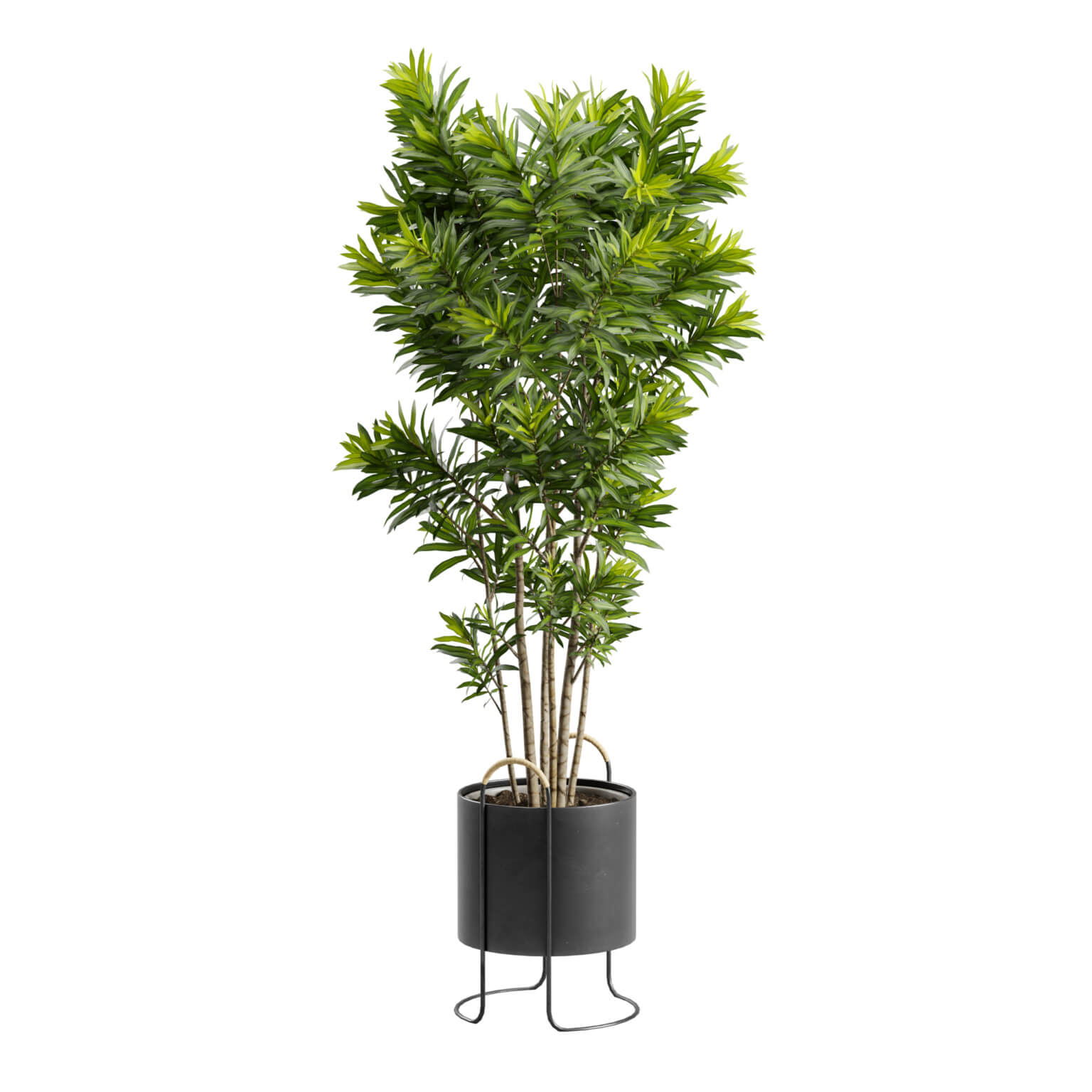 Dracaena Reflexa - 3D Model by AllQuad