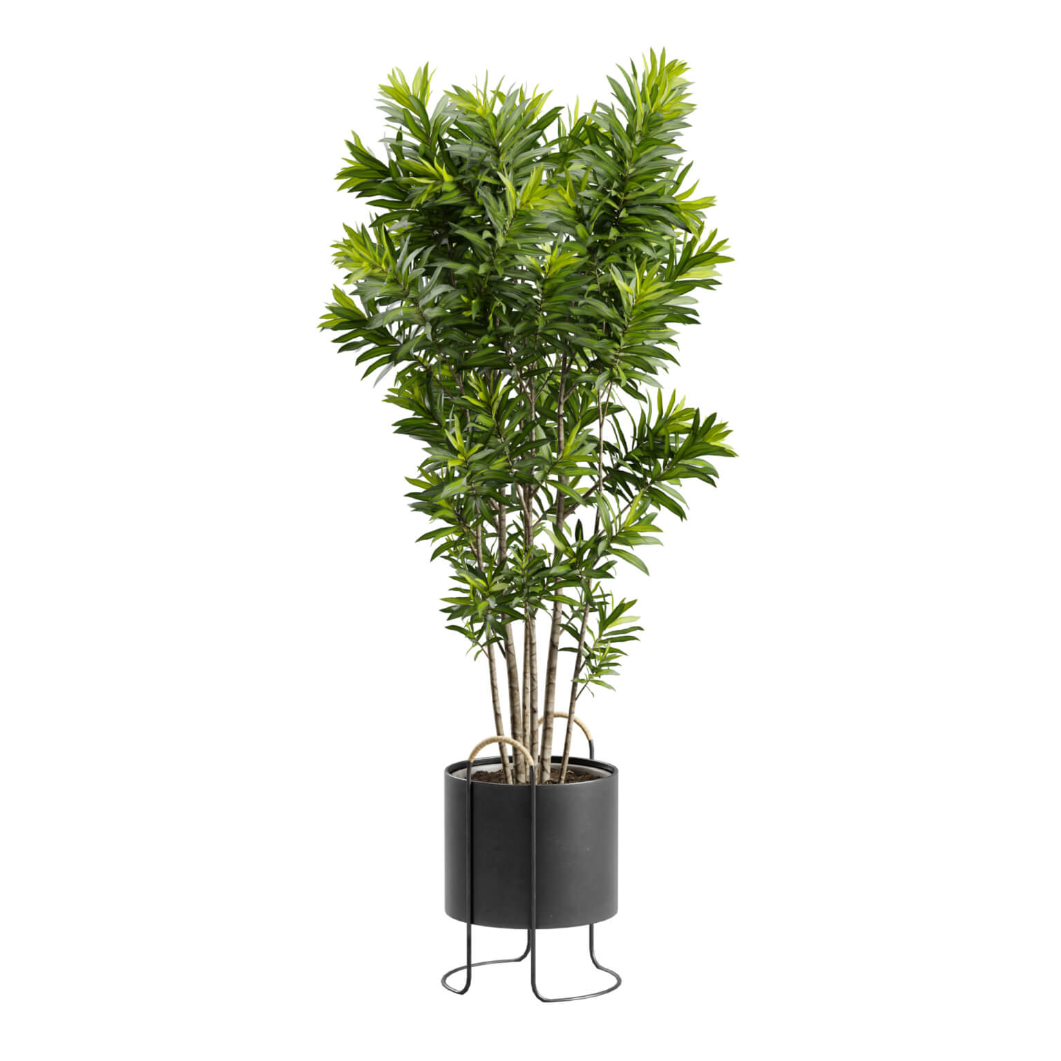Dracaena Reflexa - 3D Model by AllQuad