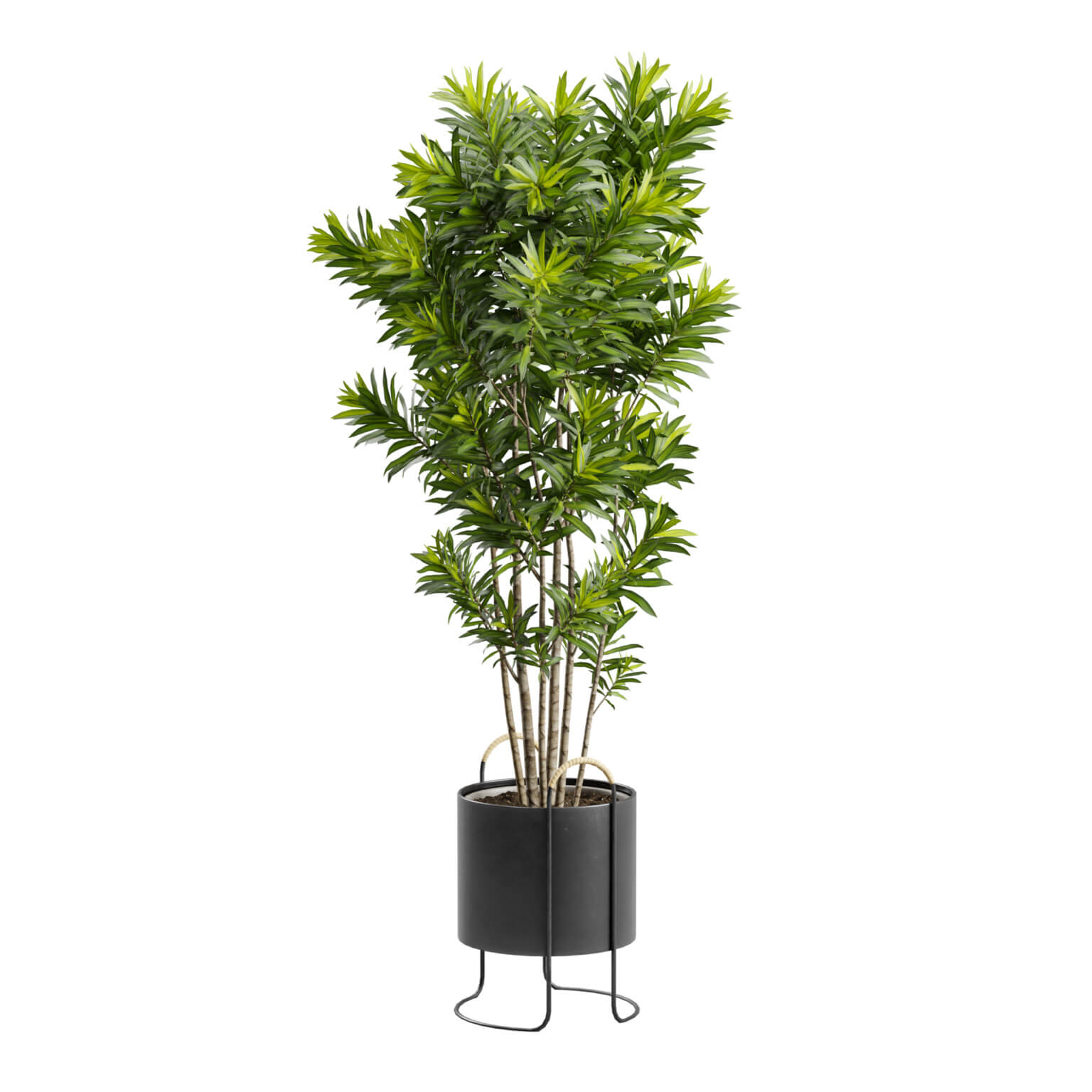 Dracaena Reflexa - 3D Model by AllQuad
