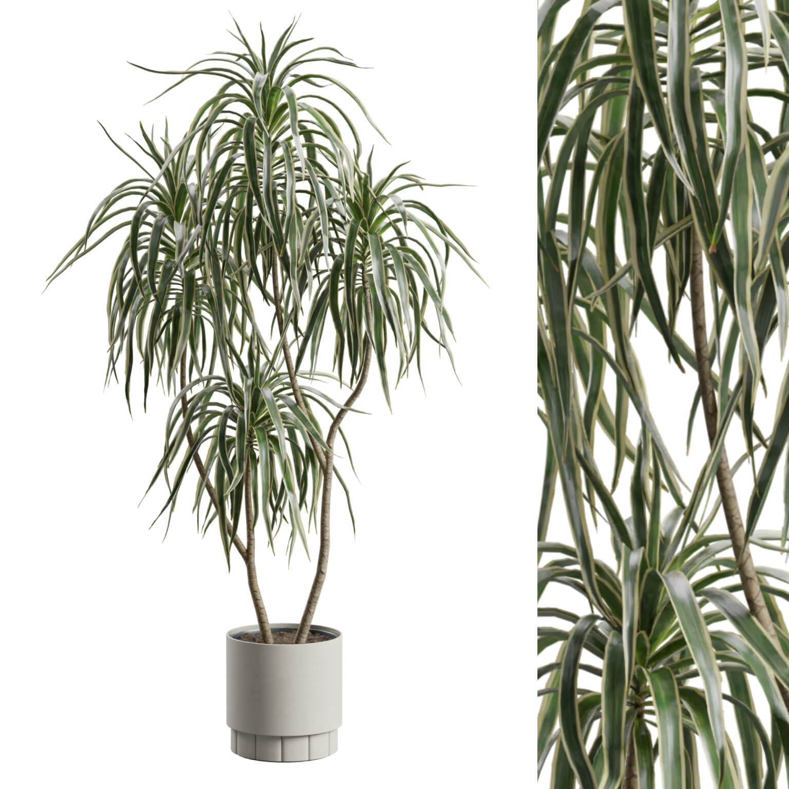 Dracaena Variegata - 3D Model by AllQuad