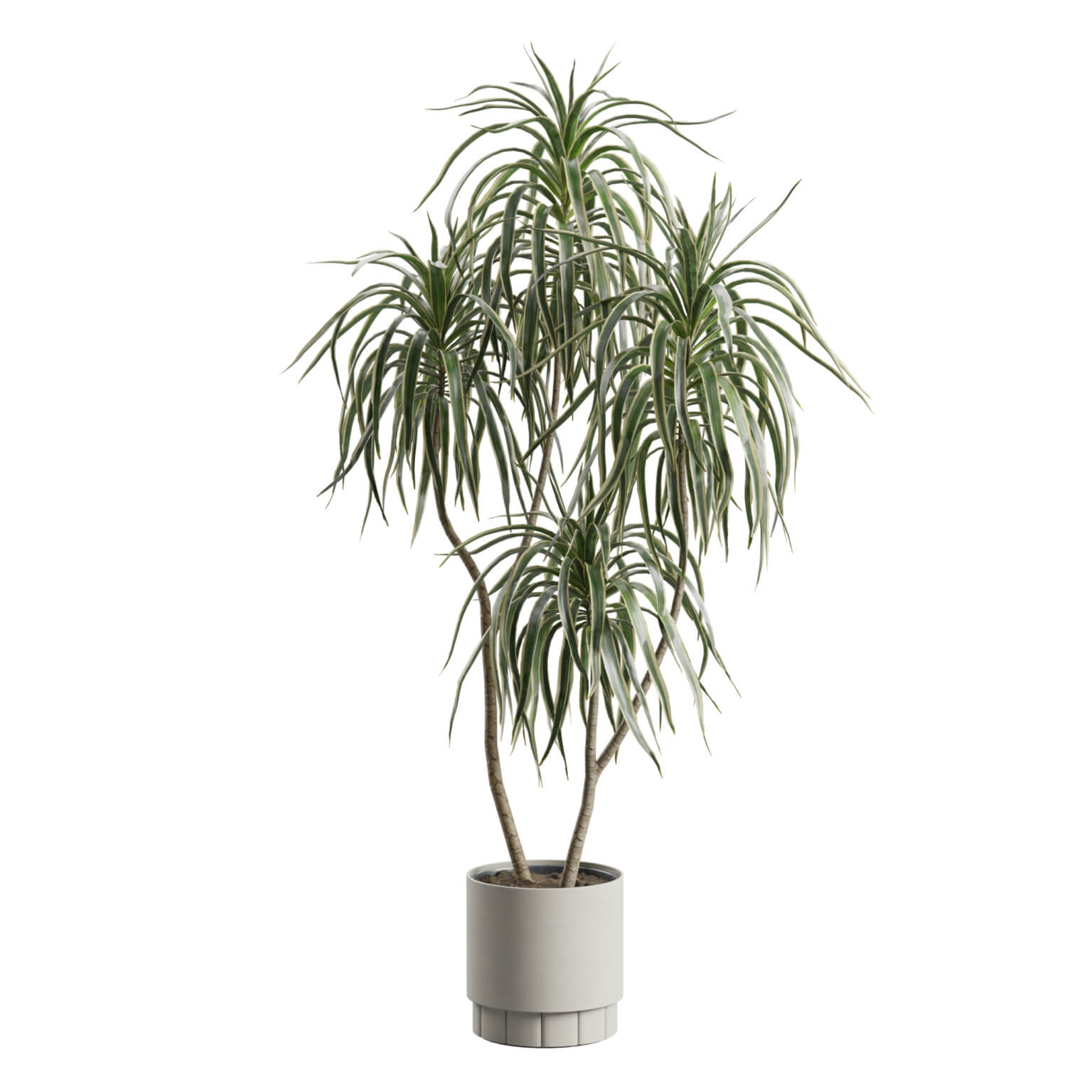 Dracaena Variegata - 3D Model by AllQuad