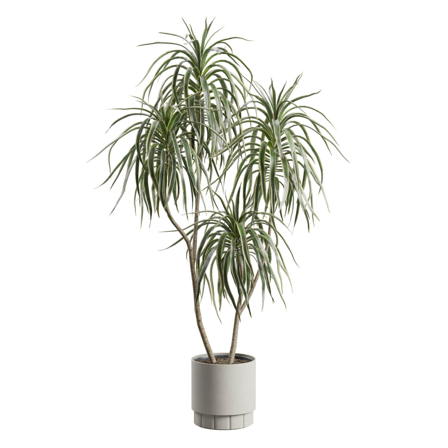 Dracaena Variegata - 3D Model by AllQuad