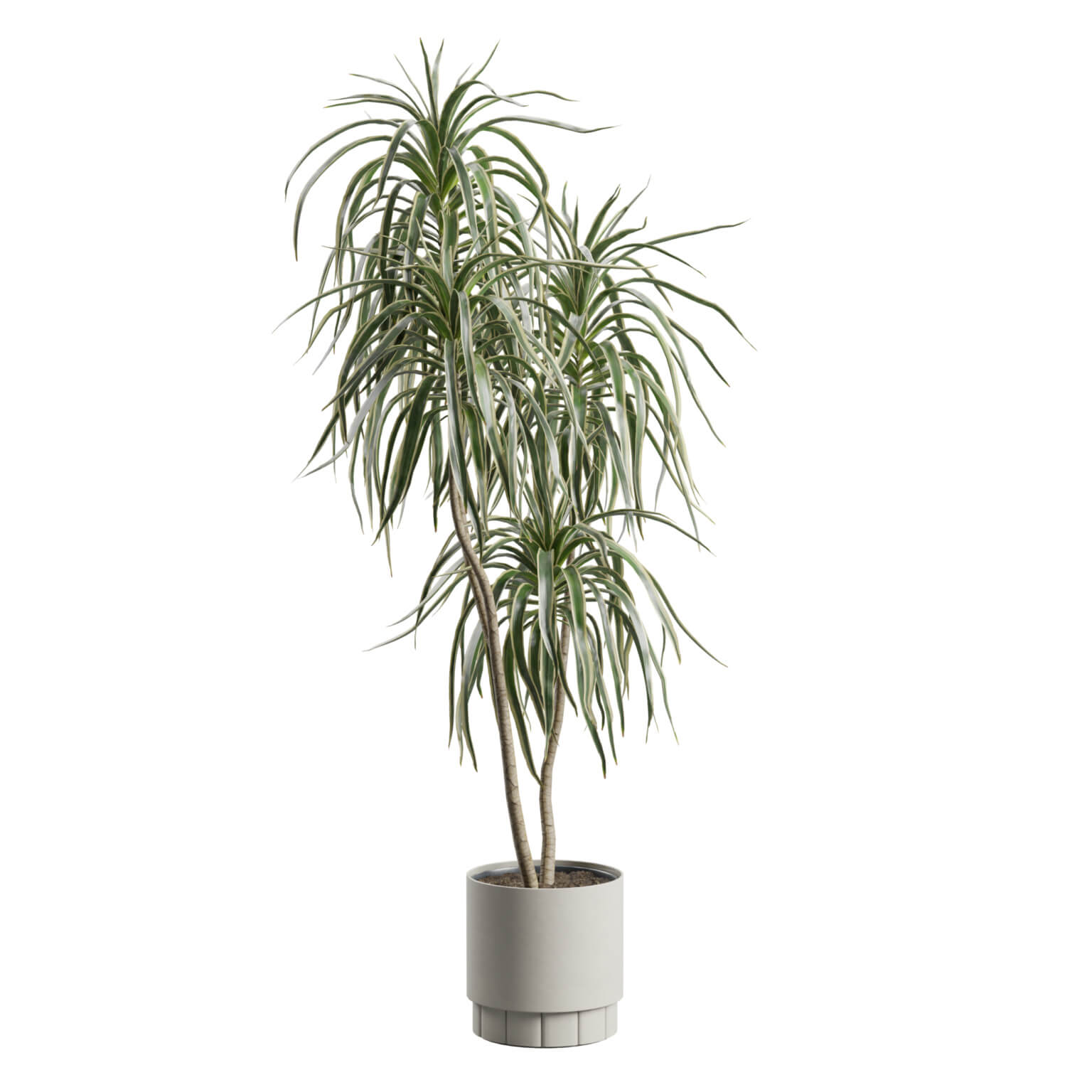 Dracaena Variegata - 3D Model by AllQuad