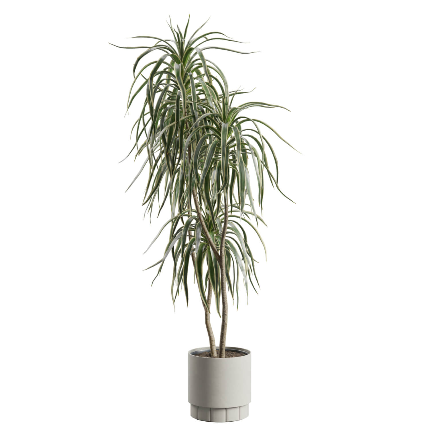 Dracaena Variegata - 3D Model by AllQuad
