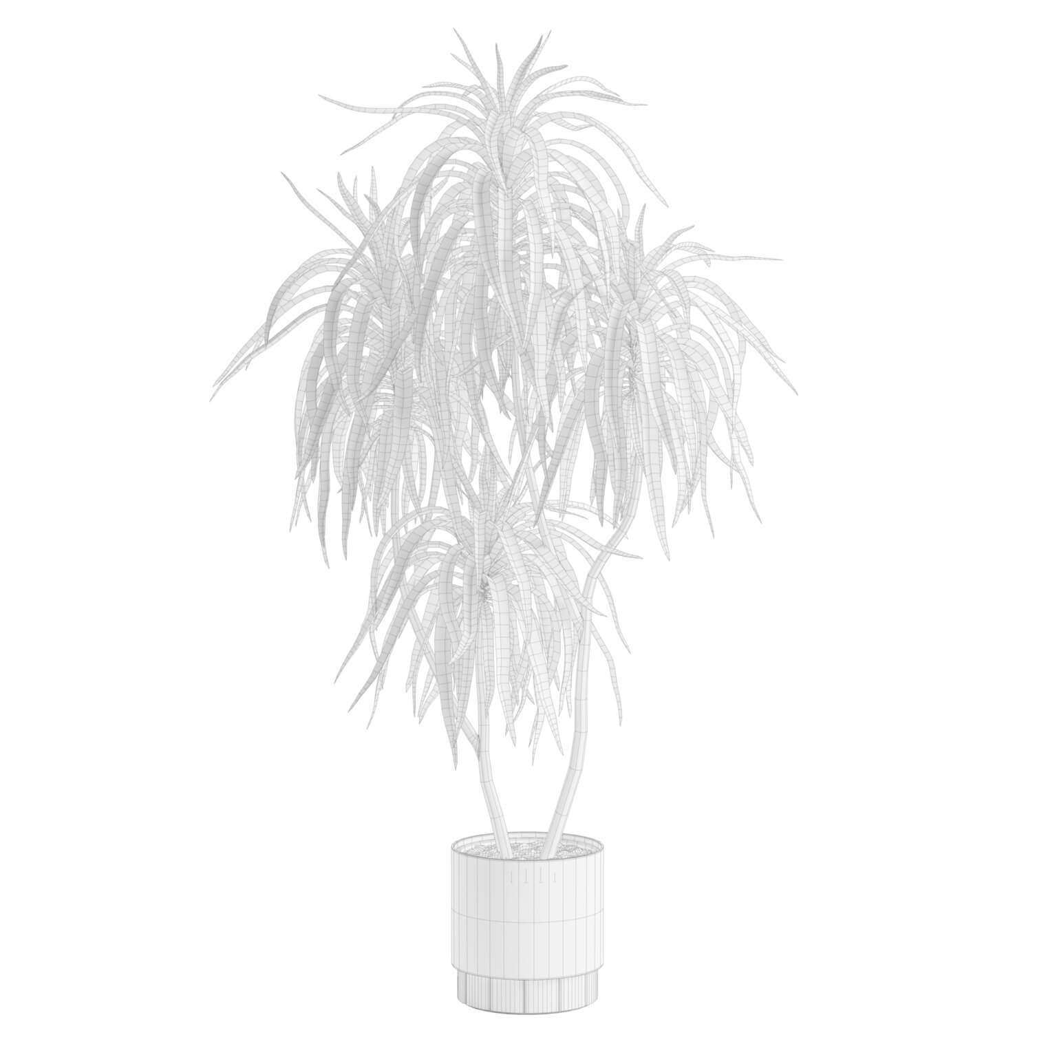 Dracaena Variegata - 3D Model by AllQuad