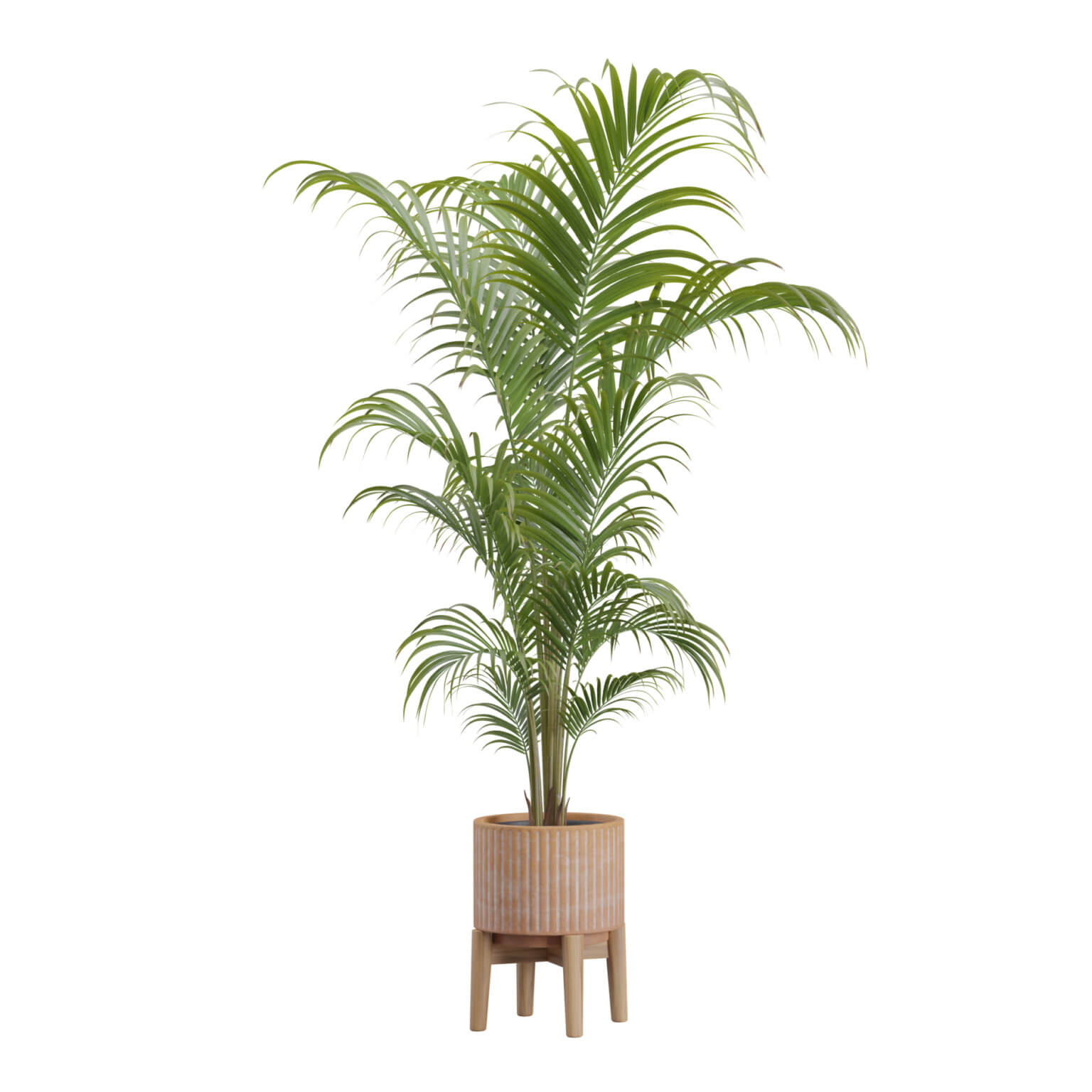 Dypsis Lutescens Set 03 - Areca Palm 3D Model by AllQuad