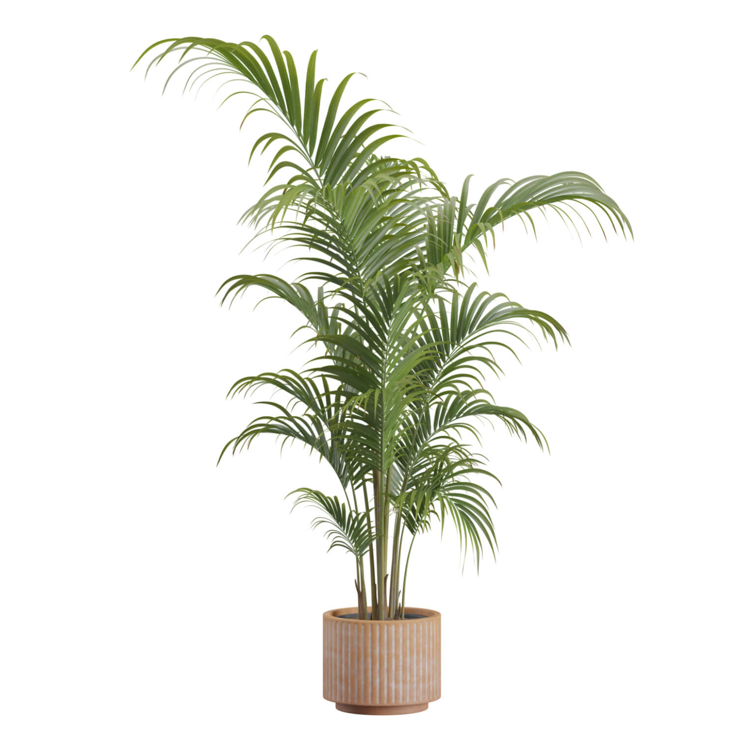 Dypsis Lutescens Set 03 - Areca Palm 3D Model by AllQuad