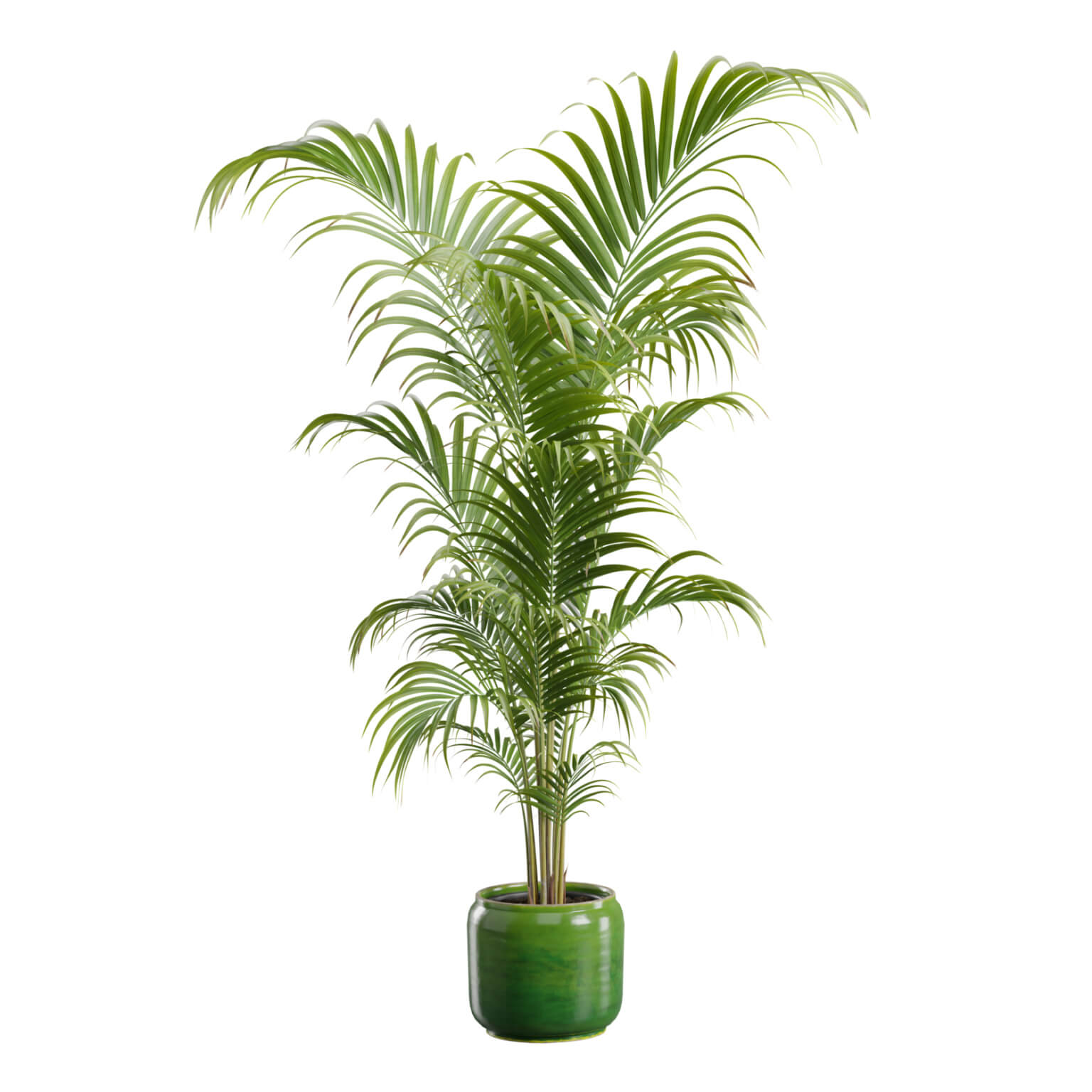 Dypsis Lutescens Set 04 - Areca Palm 3D Model by AllQuad