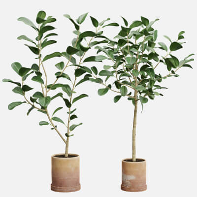Ficus Audrey Benghalensis 02 - 3D Model by AllQuad